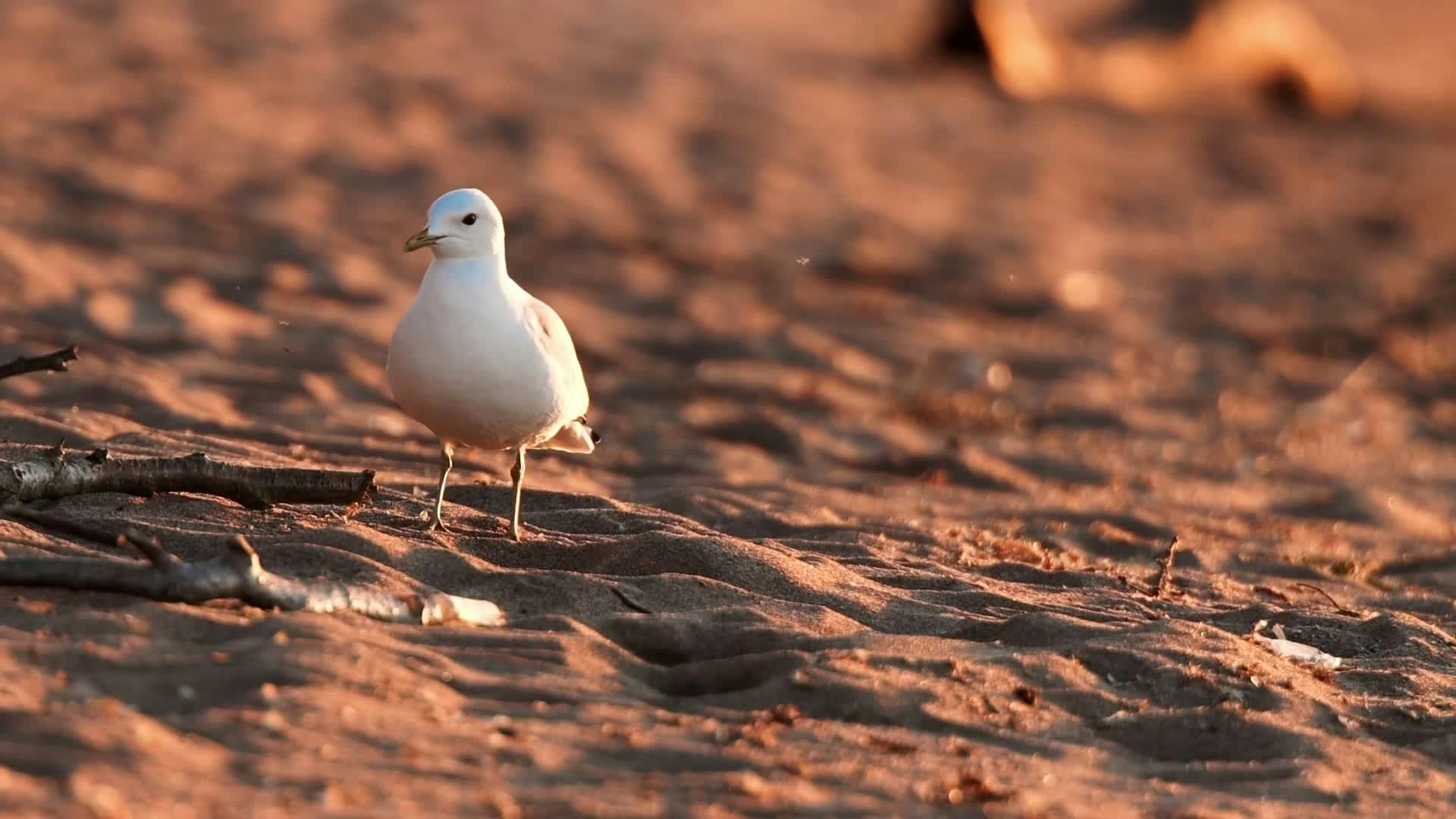 Animal Tracking Videos, Download The BEST Free 4k Stock Video Footage ...