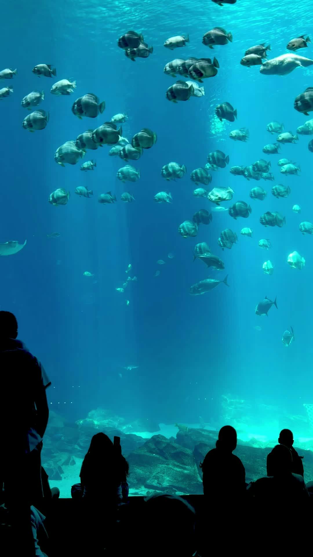 Underwater Aquarium Scene with Diverse Marine Life Free Stock Video ...