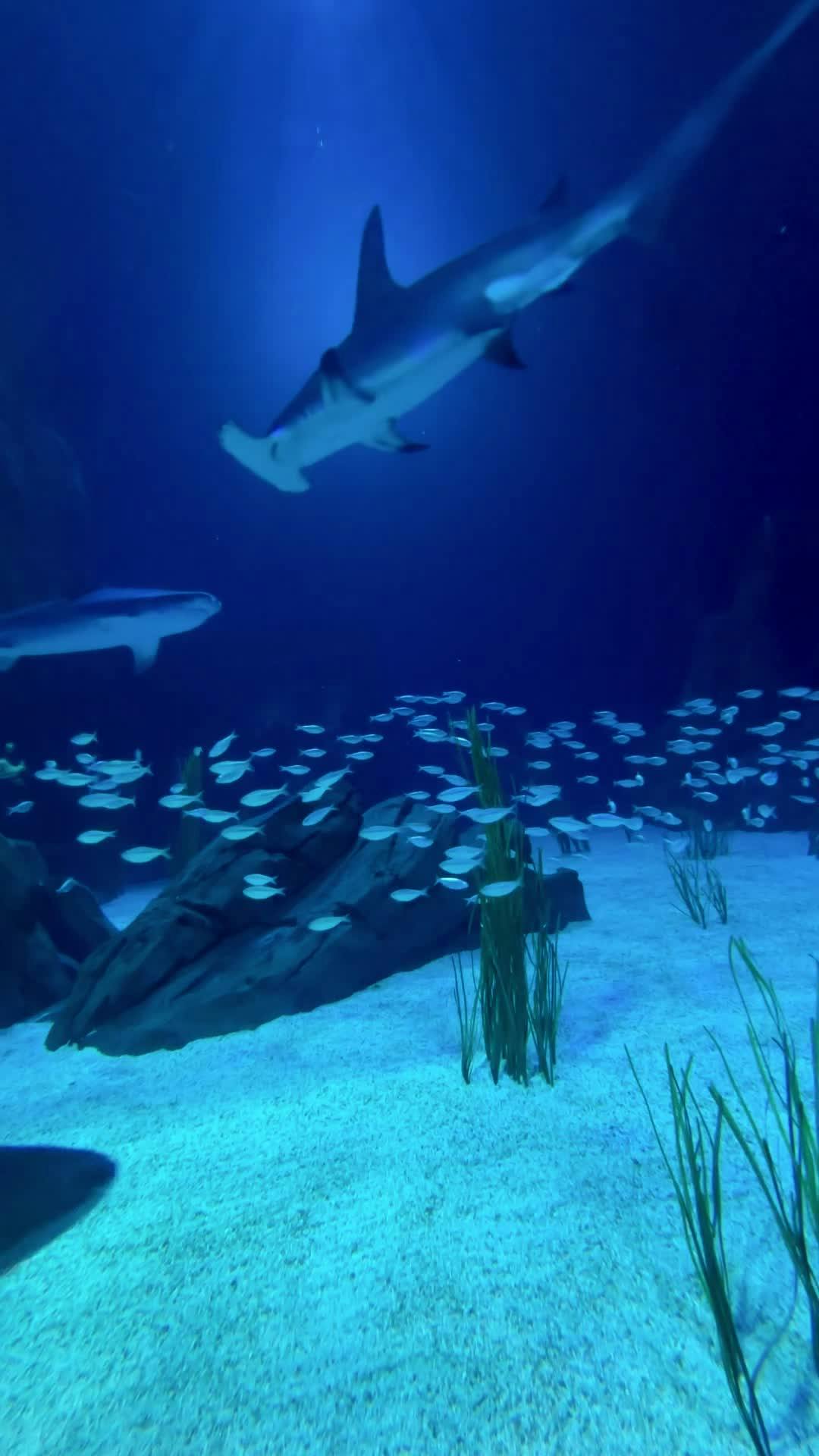 Sharks in Aquarium Free Stock Video Footage, Royalty-Free 4K & HD Video ...