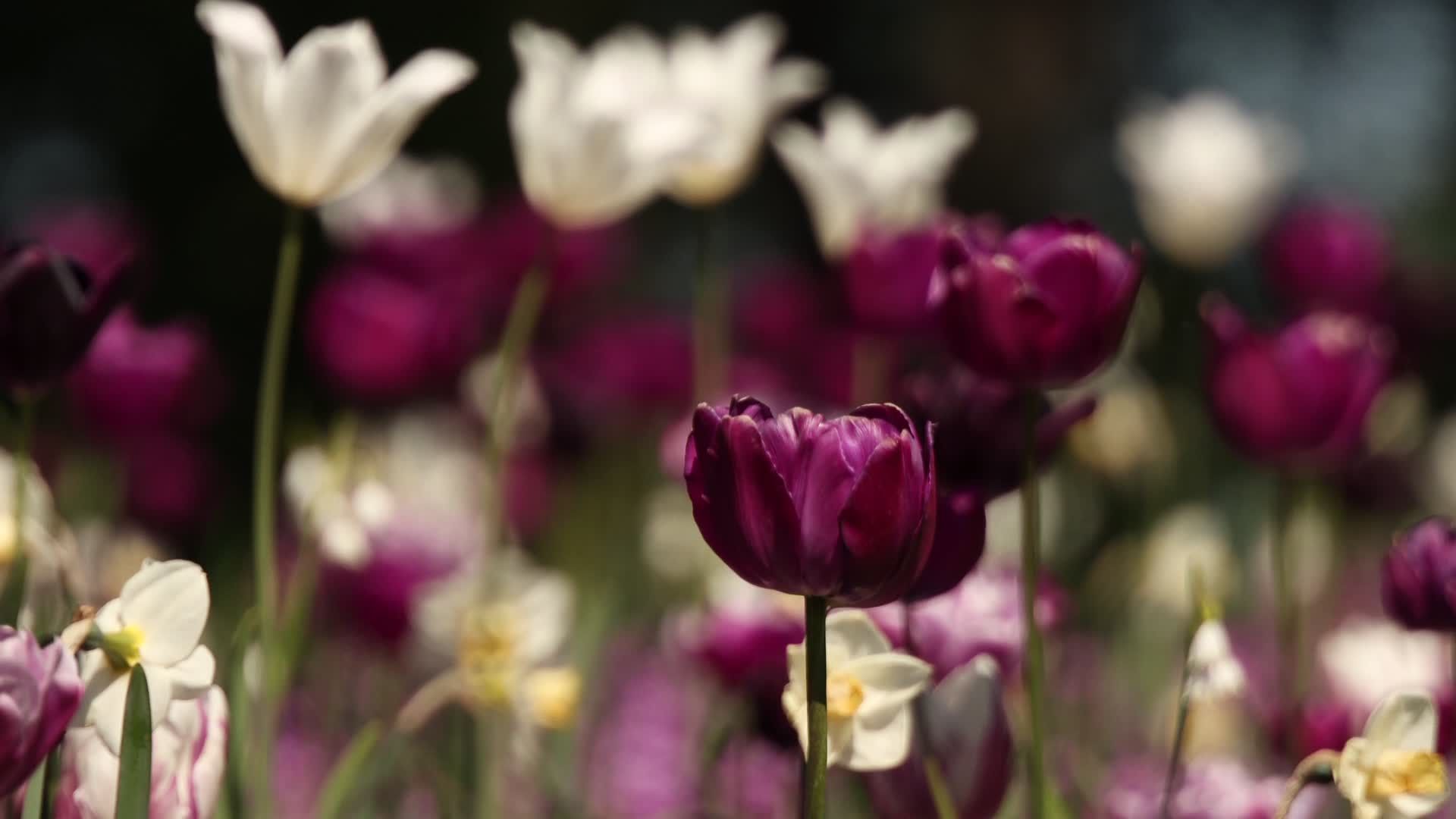 Vibrant Tulip Blooms in Springtime Garden Free Stock Video Footage ...