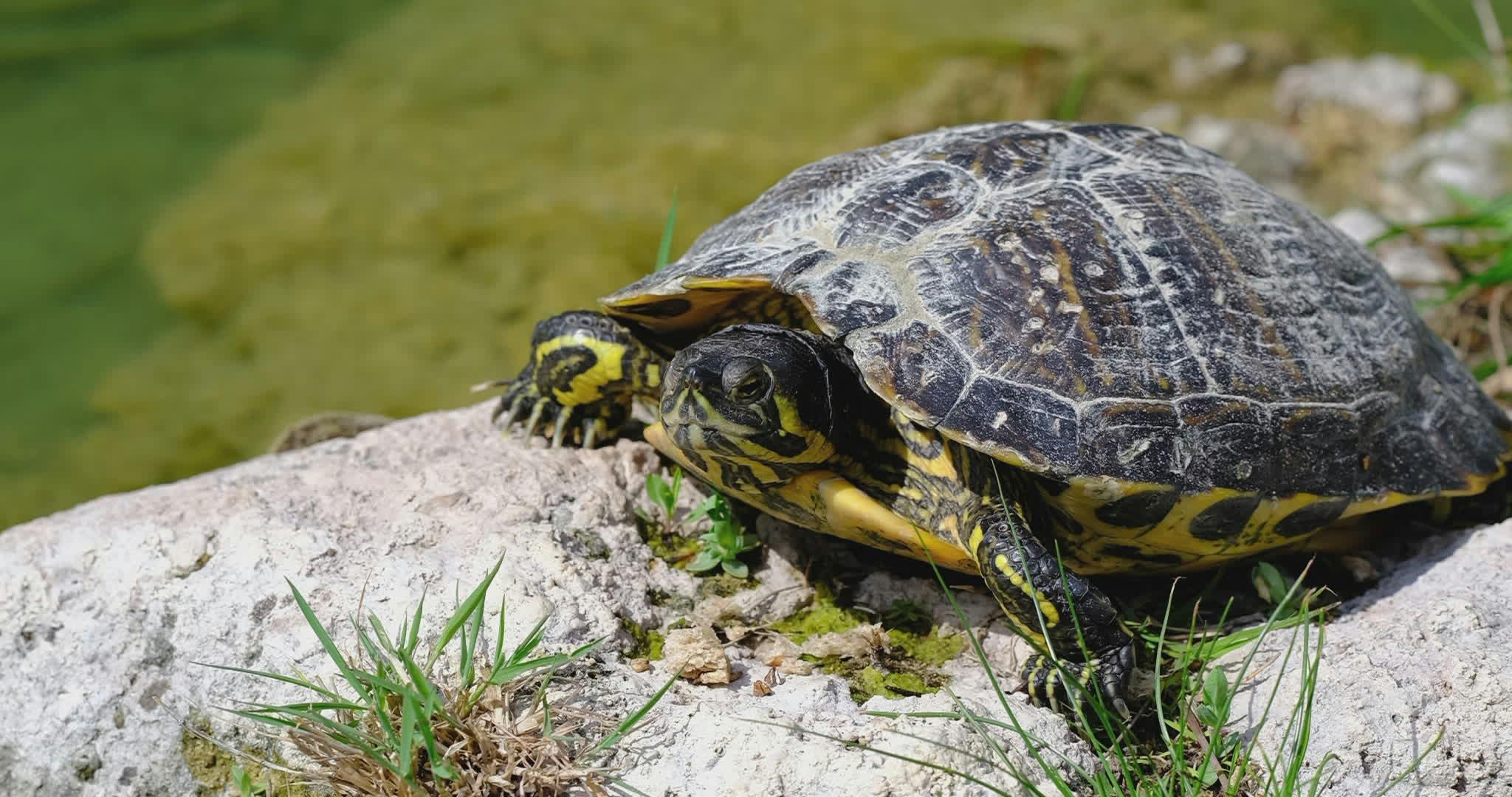 Turtle Basking by the Pond in the Sun Free Stock Video Footage, Royalty ...