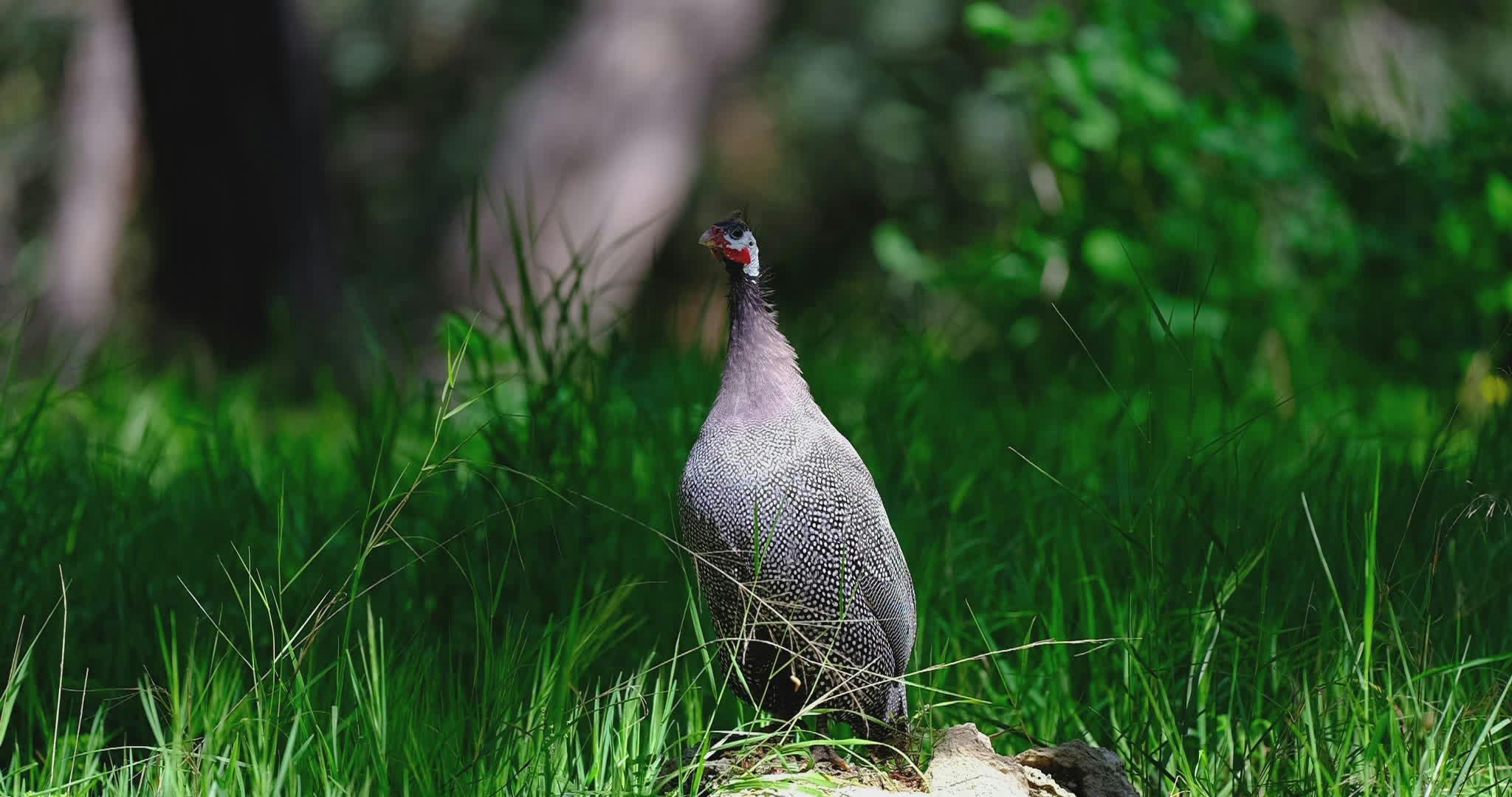 Guinea Fowl in Lush Greenery on Sunny Day Free Stock Video Footage ...