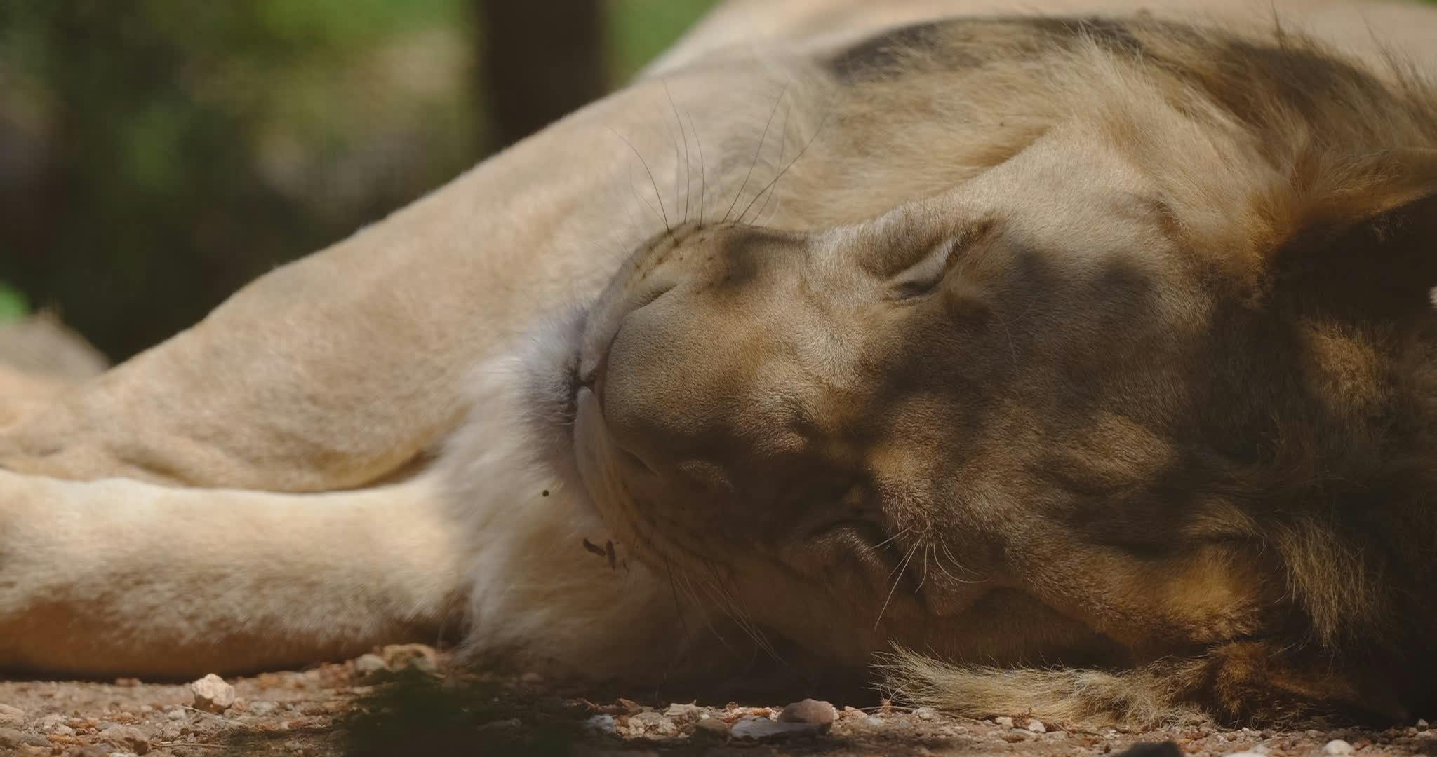 Zoo Dog Videos, Download The BEST Free 4k Stock Video Footage & Zoo Dog ...