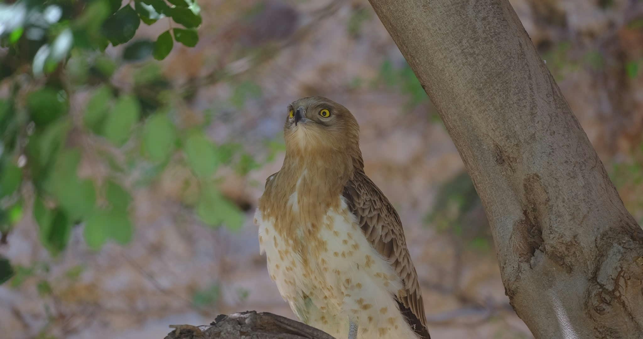 Majestic Raptor Perched on Tree Branch Free Stock Video Footage ...