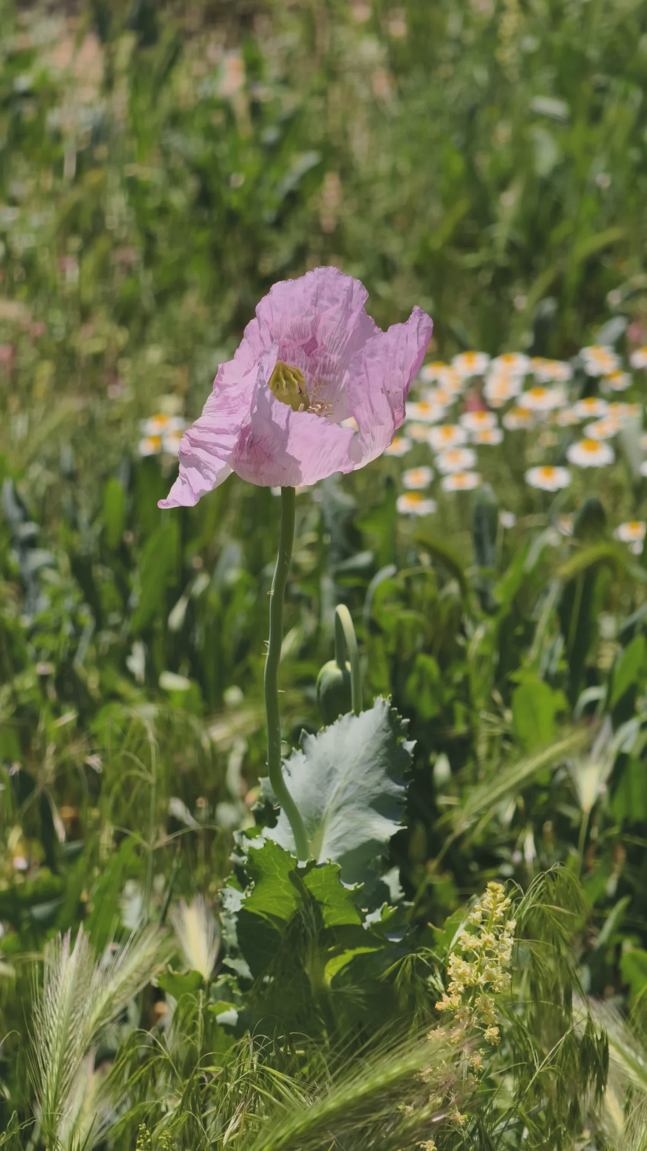 Wildflower Meadow Rewilding Videos, Download The BEST Free 4k Stock ...