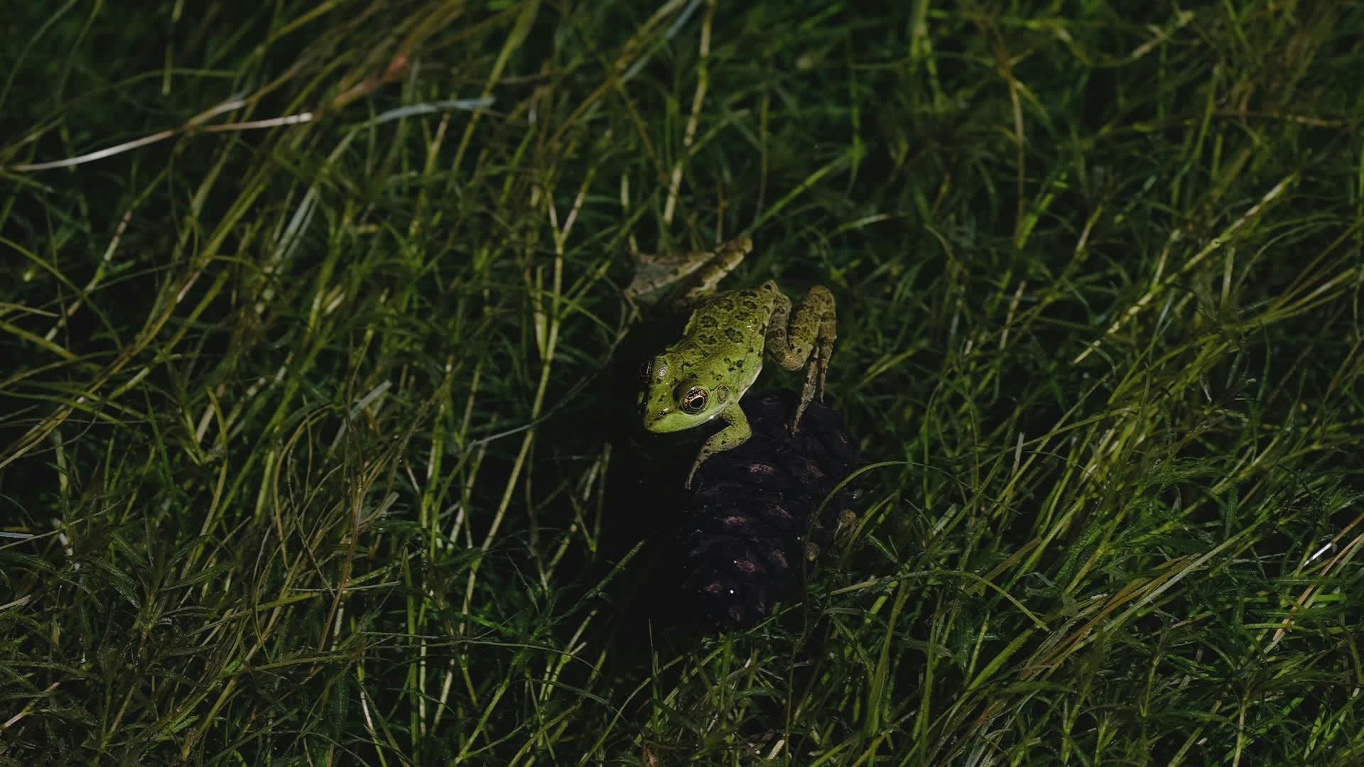 Endemic Animals Of Ethiopia Videos, Download The BEST Free 4k Stock ...