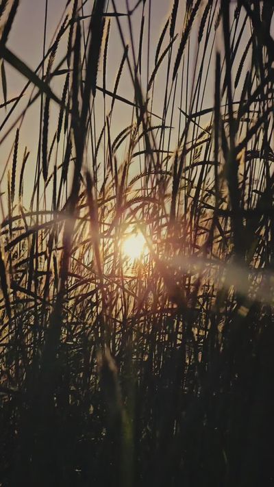 Serene Sunset Over Wheat Field Landscape Free Stock Video Footage ...