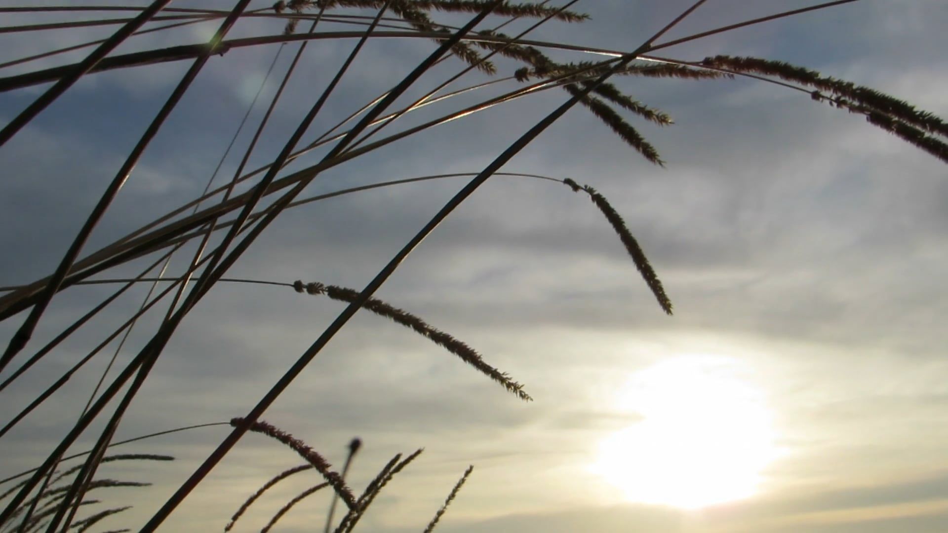 Video Of Grass Free Stock Video Footage, Royalty-Free 4K & HD Video Clip