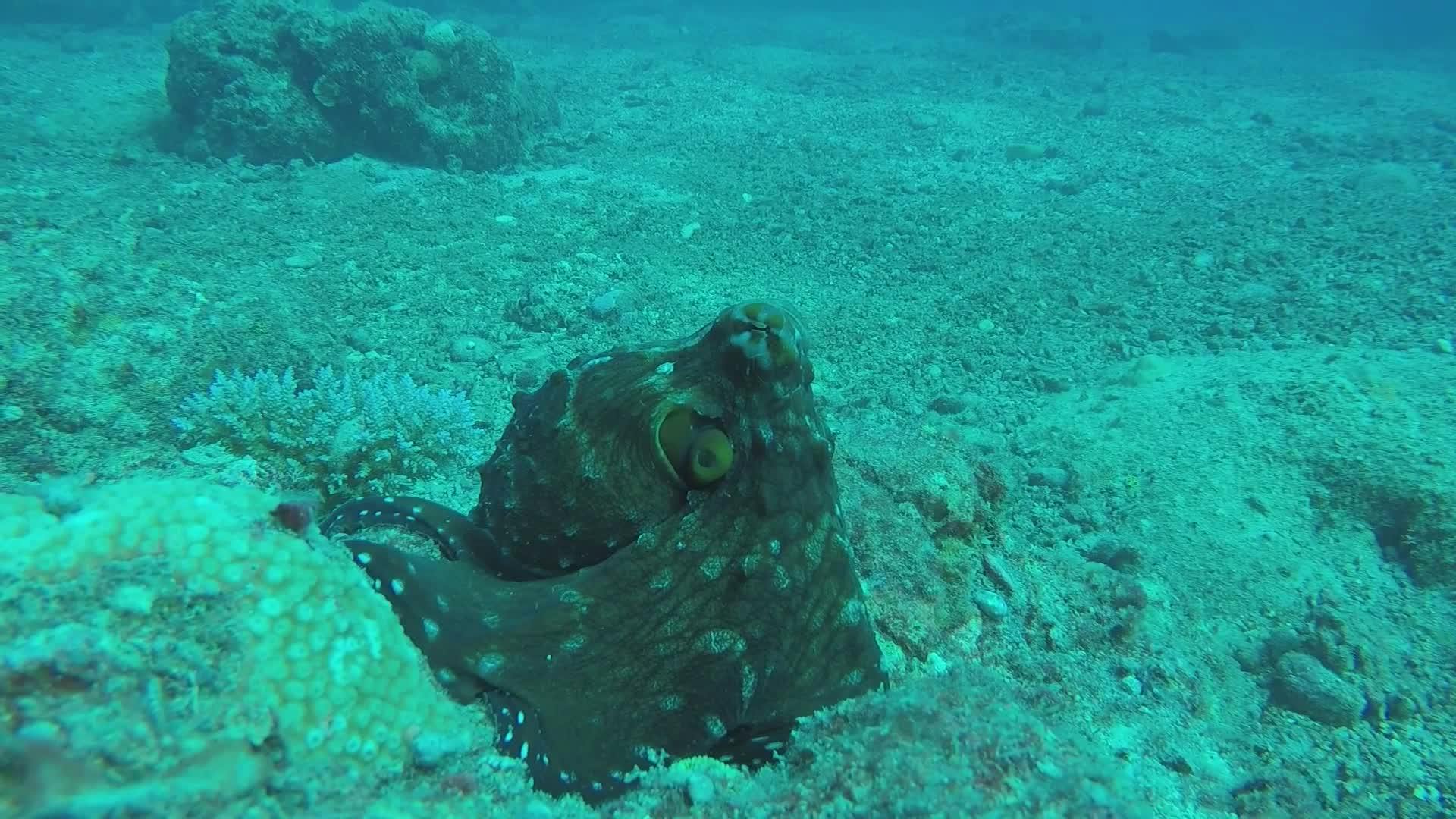 Octopus Gliding Over Ocean Floor Underwater Free Stock Video Footage ...