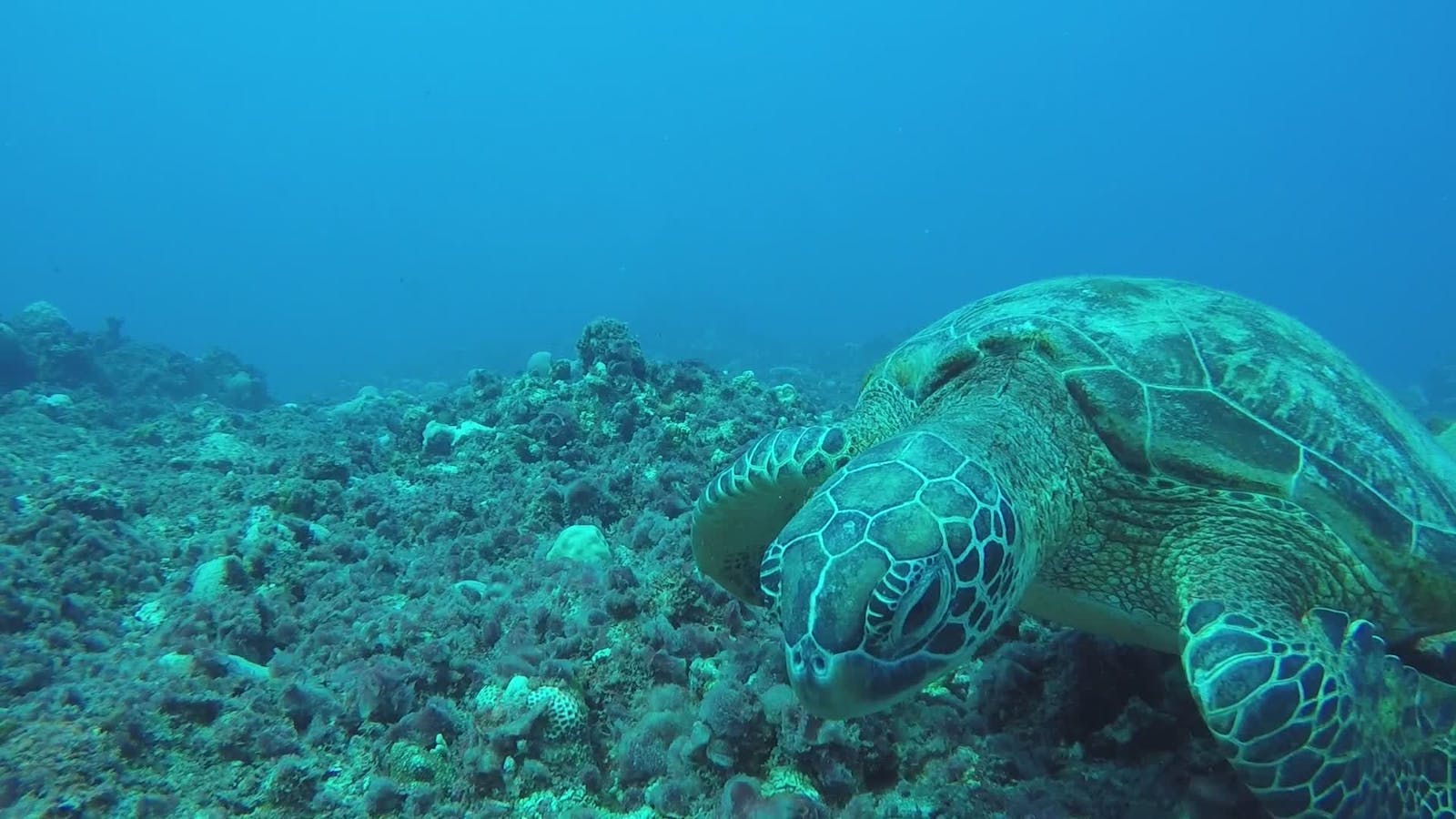Animated Turtle Videos, Download The BEST Free 4k Stock Video Footage ...