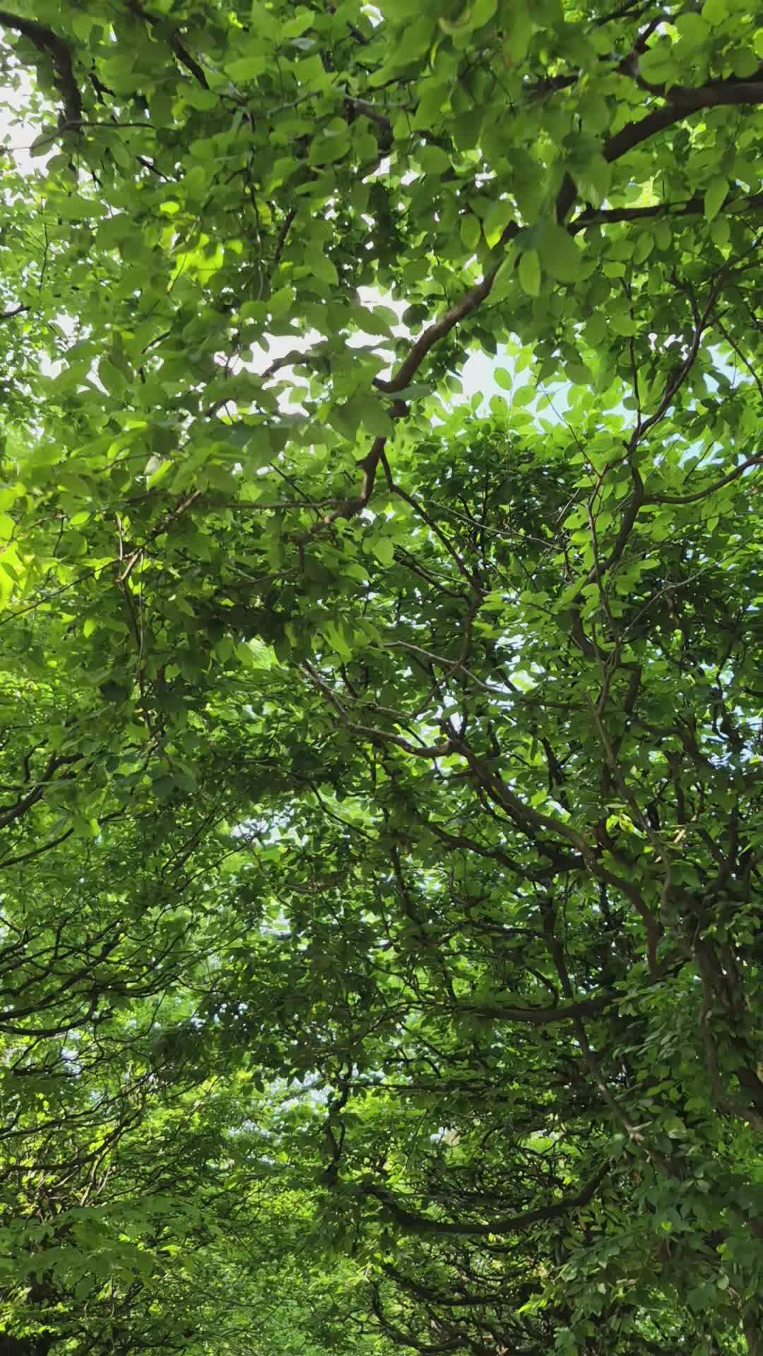 Sylvan Symbols Videos, Download The BEST Free 4k Stock Video Footage ...