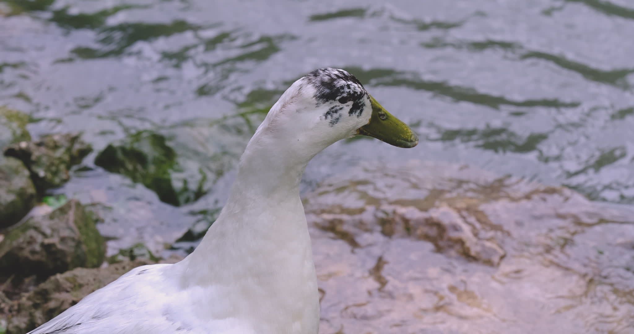 Graceful Duck by Tranquil Pond on a Sunny Day Free Stock Video Footage ...