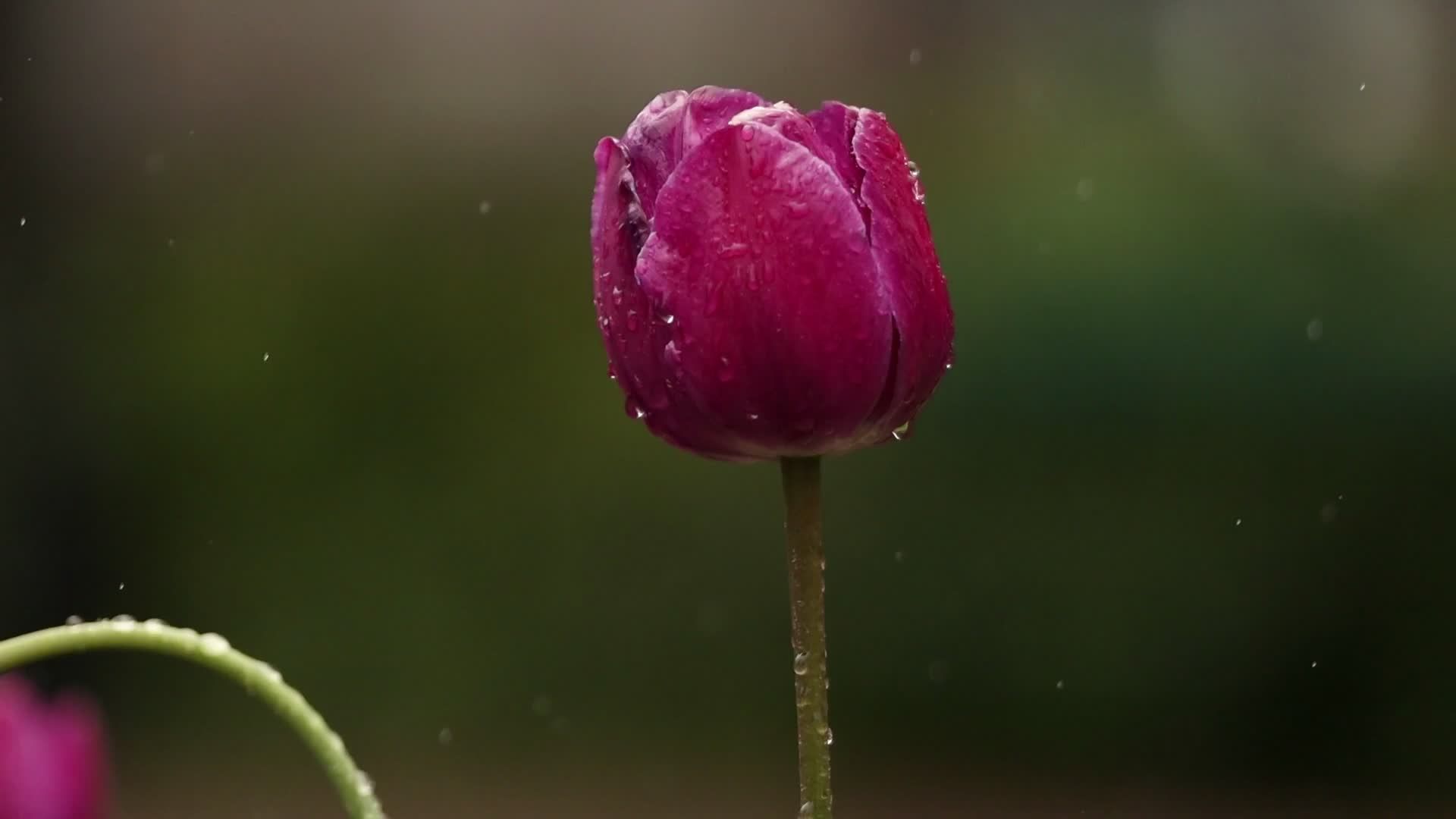 Purple Tulip in Rain with Water Droplets Free Stock Video Footage ...