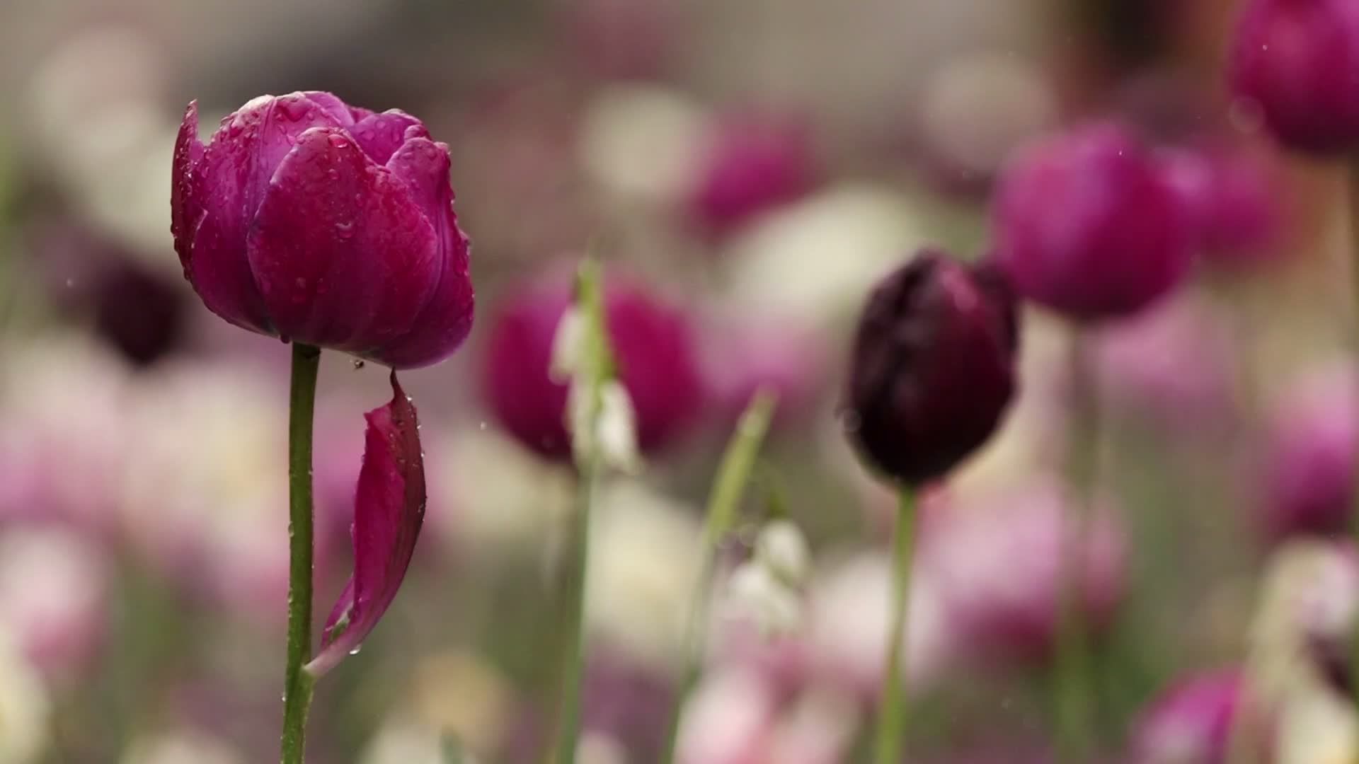 Vibrant Purple Tulips in Spring Garden Free Stock Video Footage ...