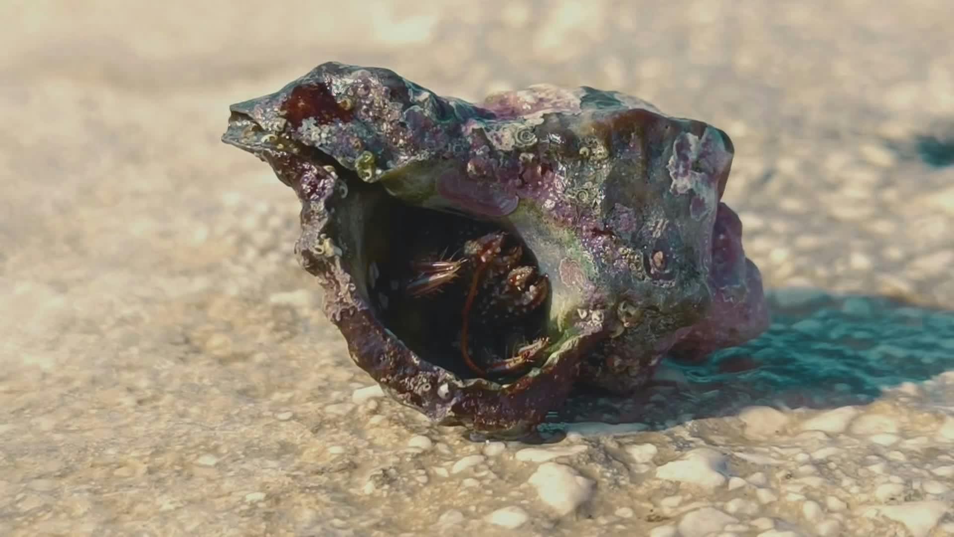 Hermit Crab Emerging from Shell on Beach Free Stock Video Footage, Royalty-Free 4K & HD Video Clip