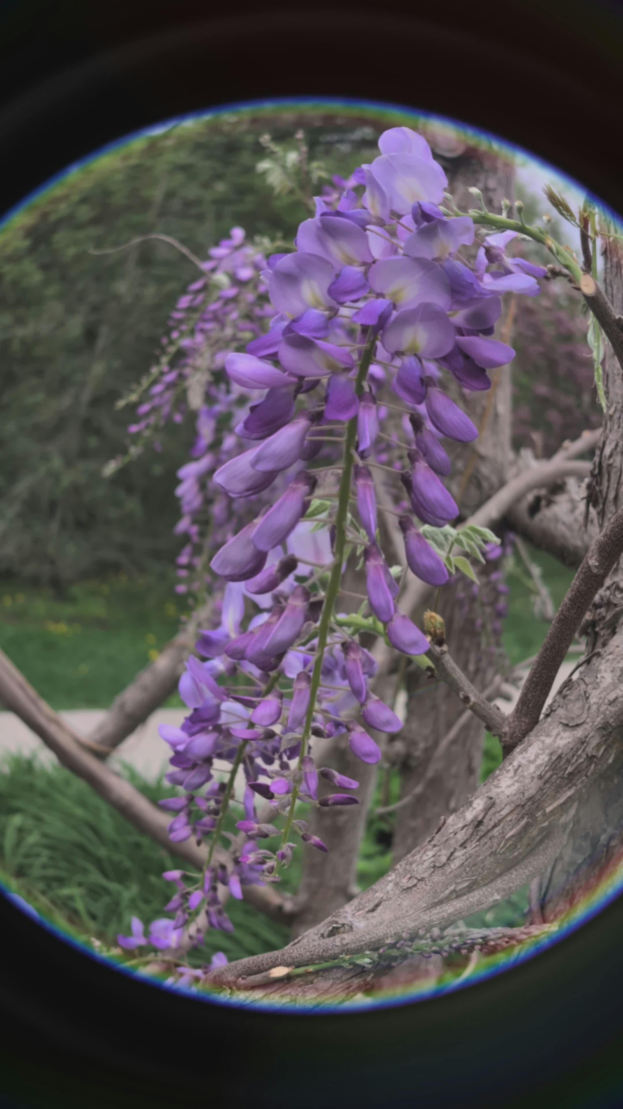 Hanging Execution Videos, Download The BEST Free 4k Stock Video Footage ...