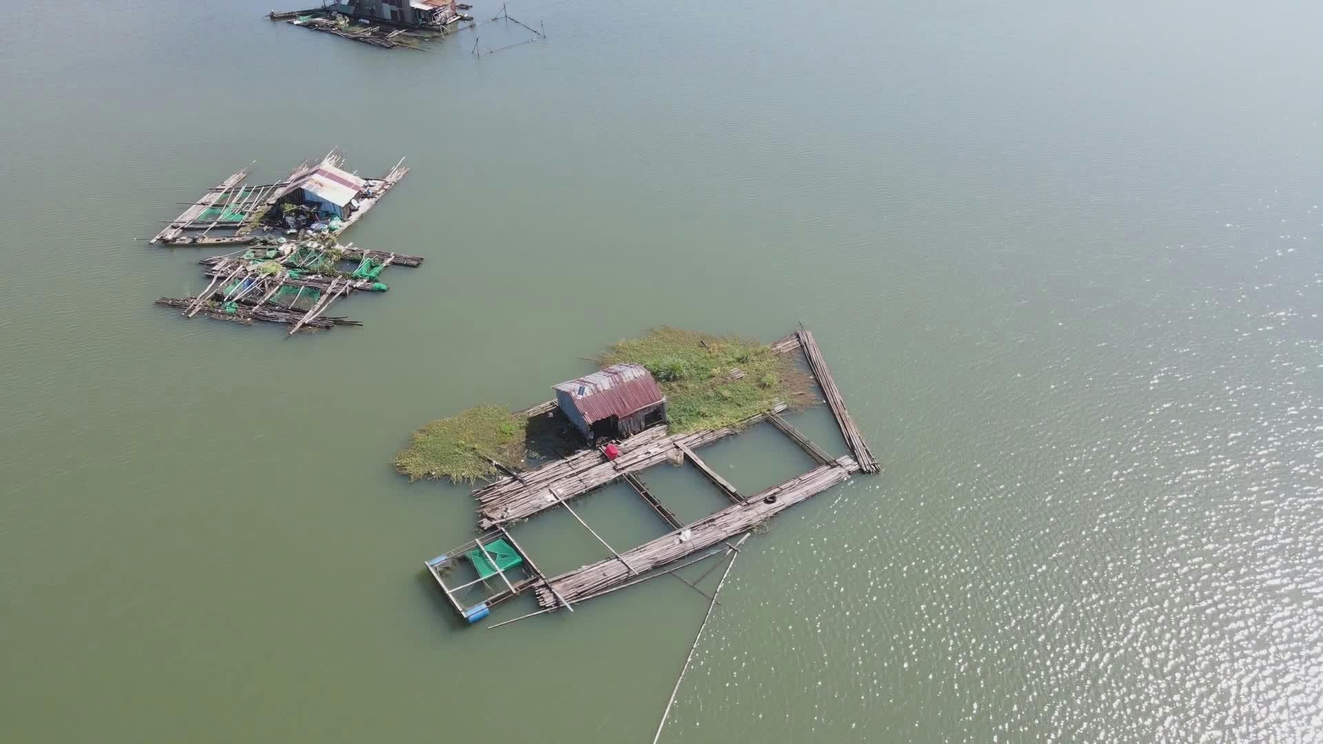 Frogs Harvesting Videos, Download The BEST Free 4k Stock Video Footage ...