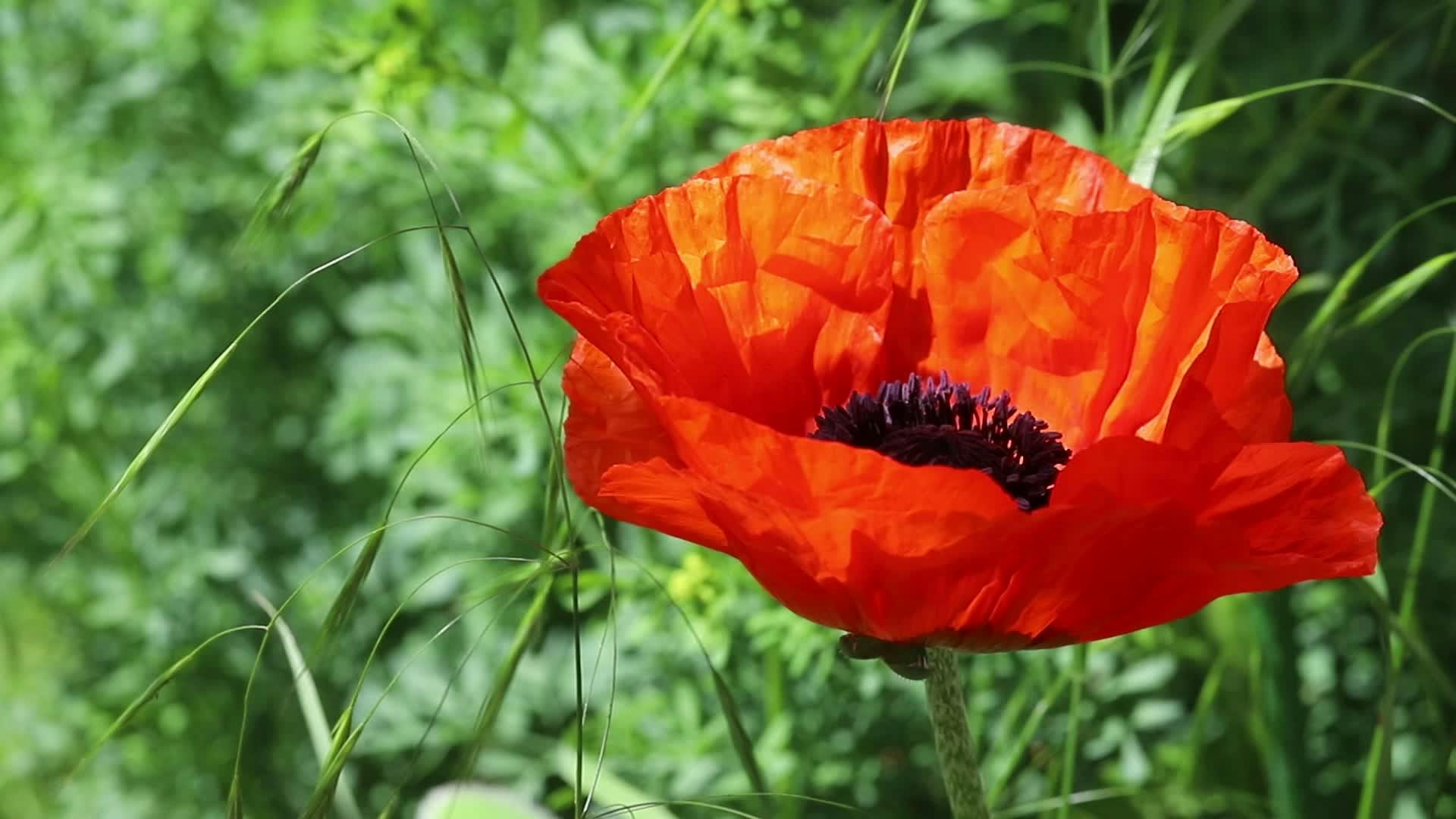 Nature With Flowers Videos, Download The BEST Free 4k Stock Video ...