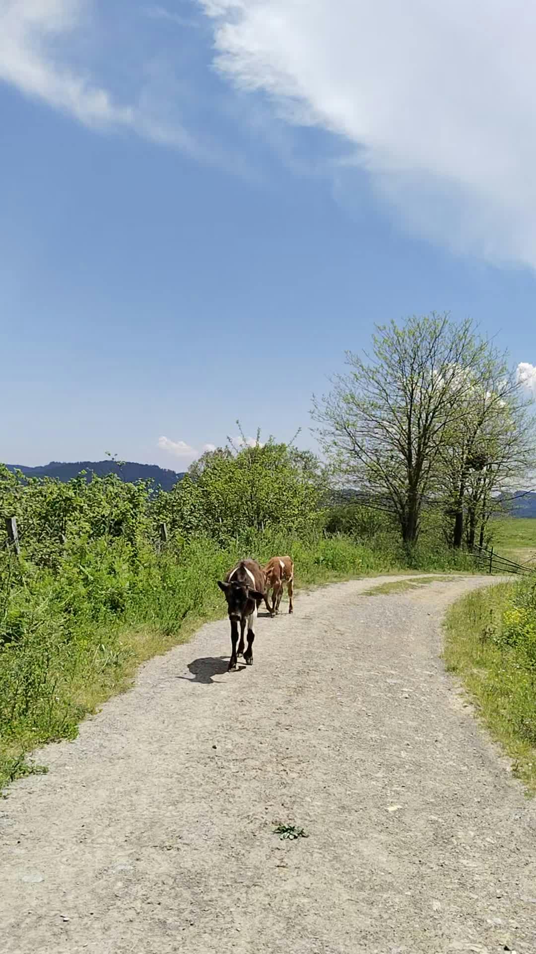 Cows Wandering on Scenic Rural Pathway Free Stock Video Footage ...