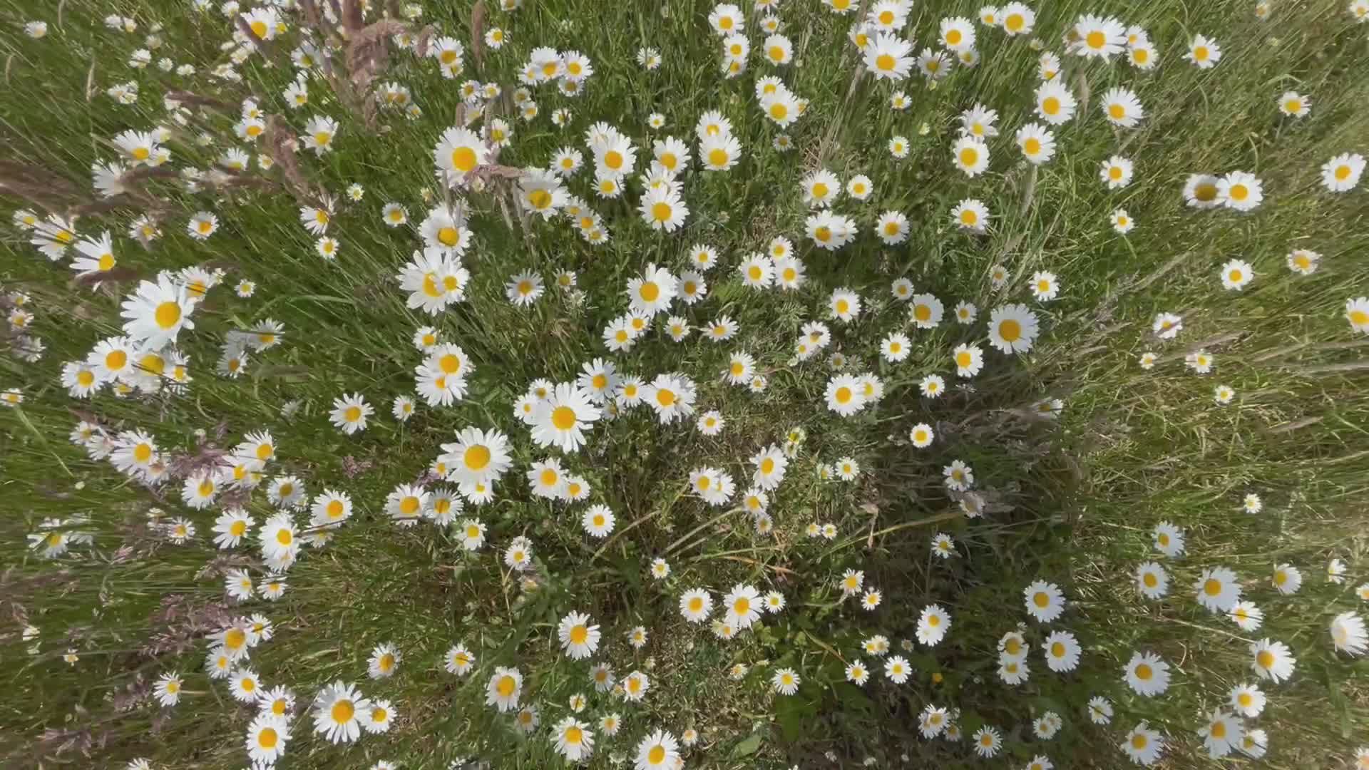 Aerial View of Blooming Daisies in Spring Free Stock Video Footage ...
