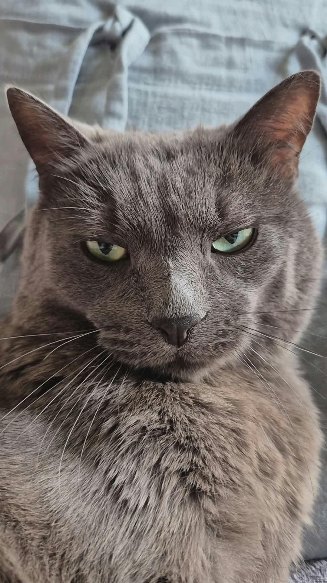 Cat Attitude Videos, Download The BEST Free 4k Stock Video Footage ...