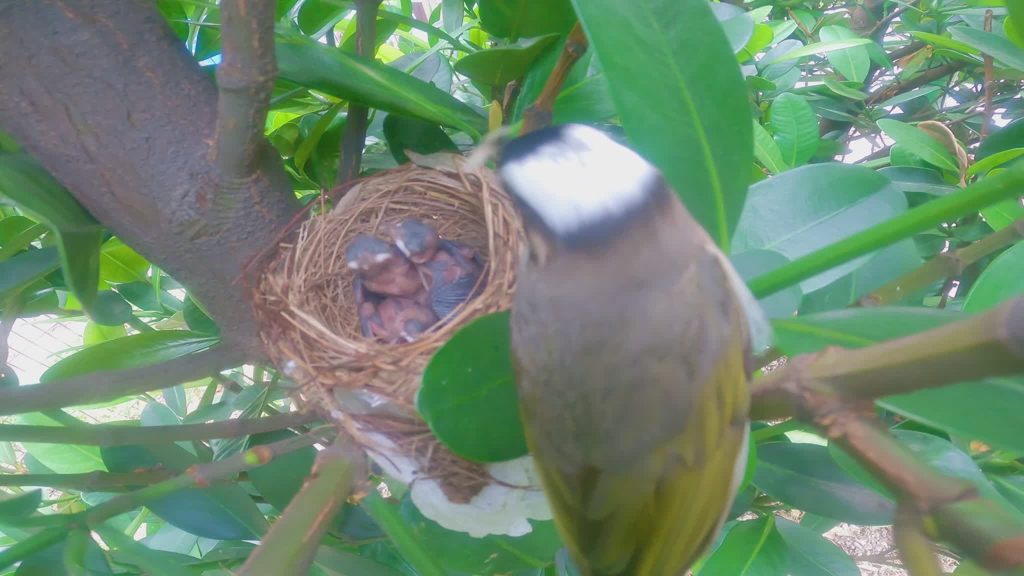 Bird Feeding Hatchlings in Nest Among Green Leaves Free Stock Video ...