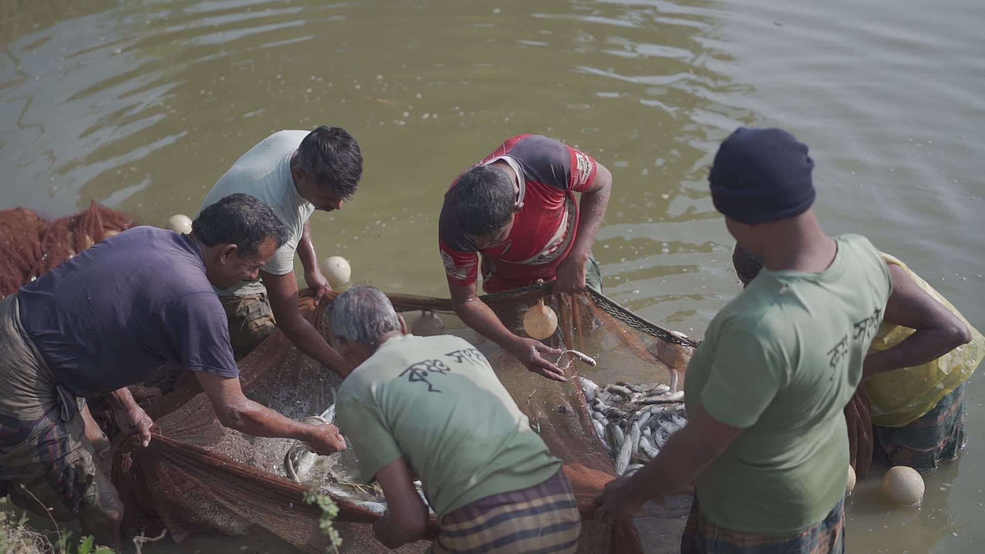 Traditional Fish Harvesting in Rural River Free Stock Video Footage ...