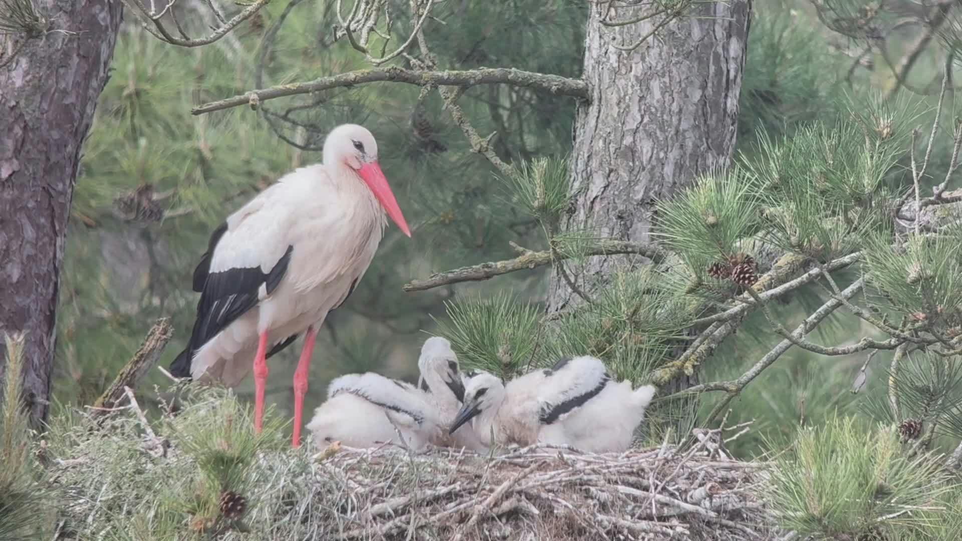 Mom+Jerking+Her+Son+Off Videos, Download The BEST Free 4k Stock Video ...