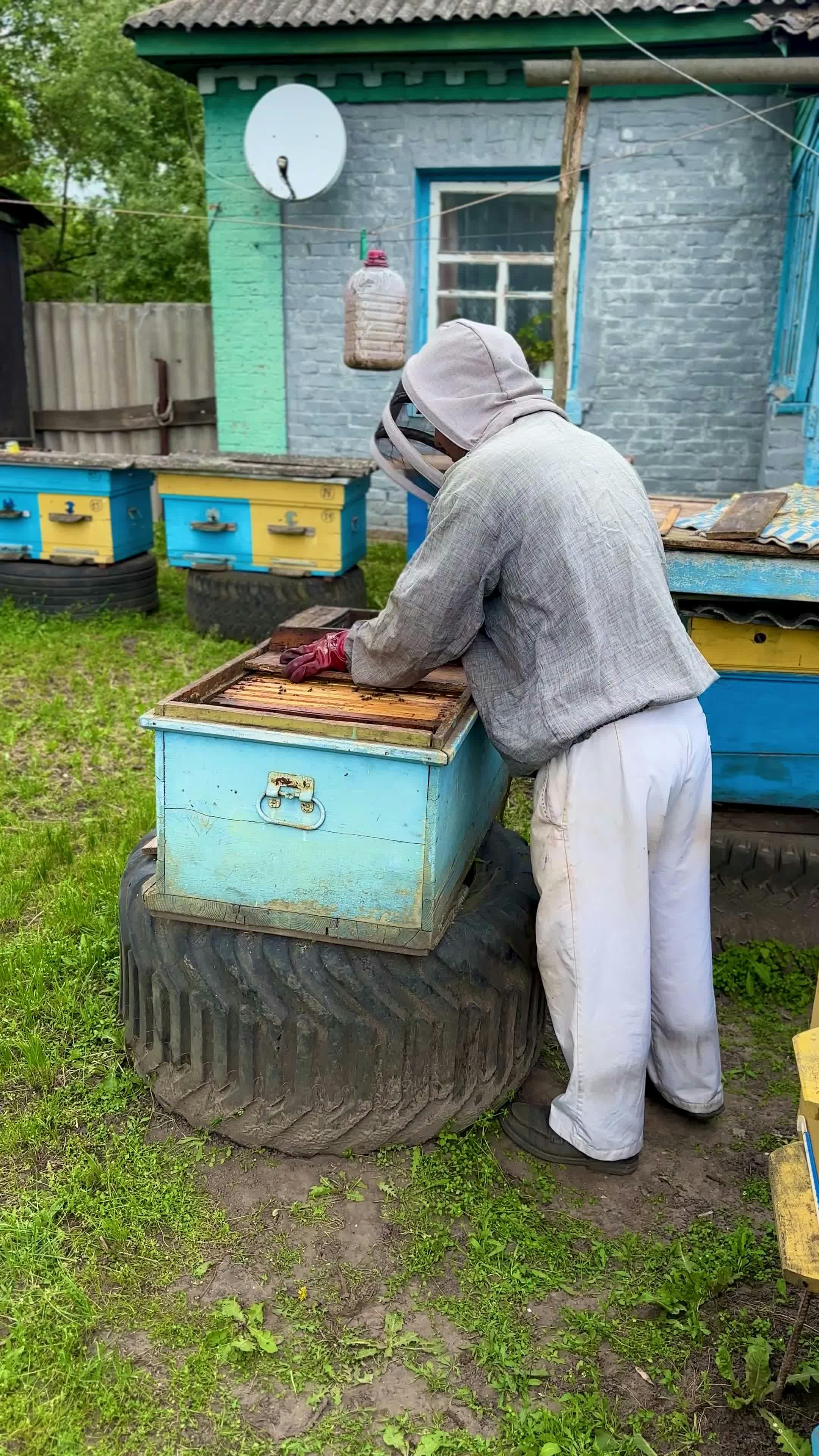 Beekeeper Tending to Beehives in Backyard Free Stock Video Footage ...