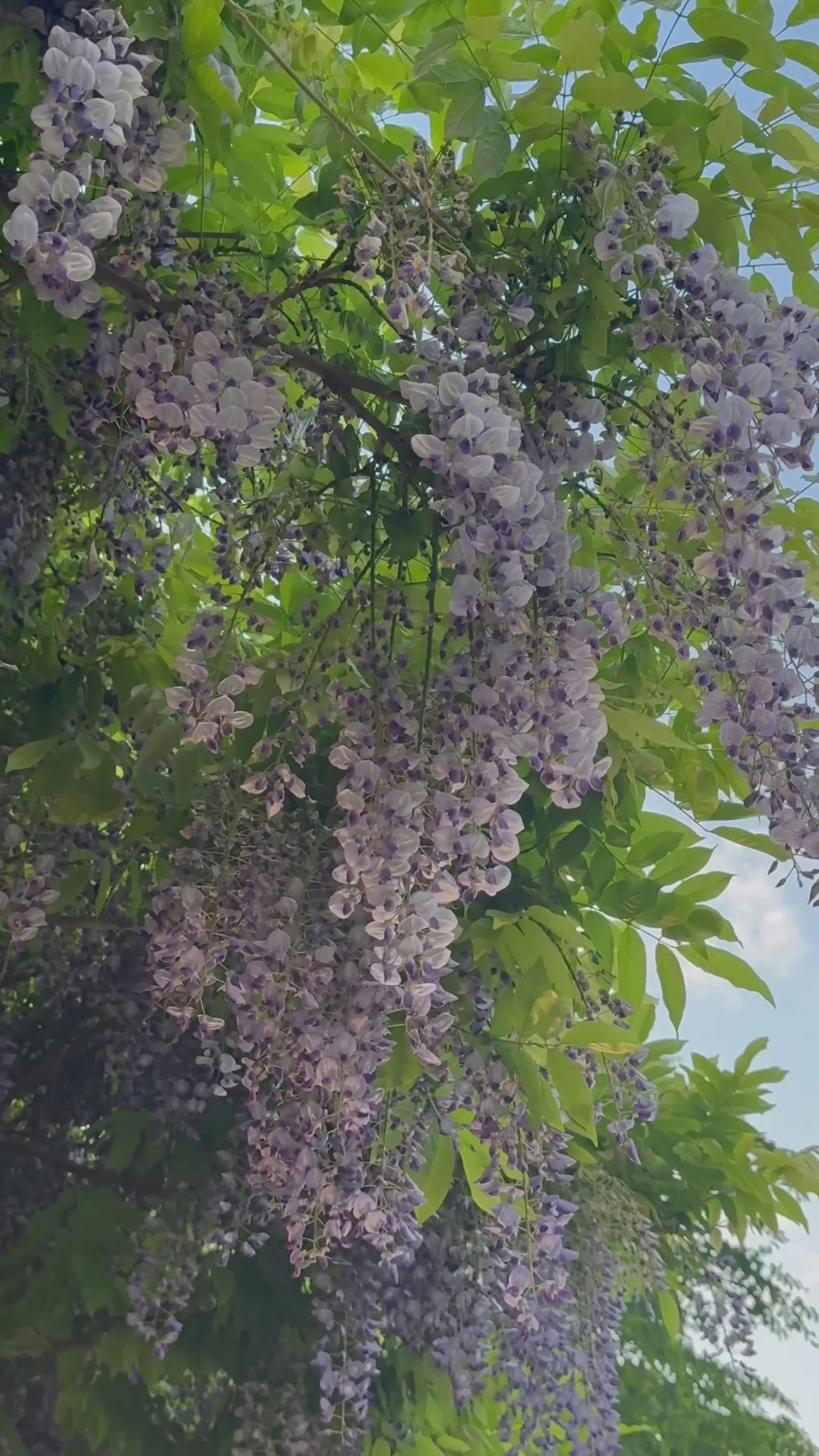 Horticulture Vines Videos, Download The BEST Free 4k Stock Video ...