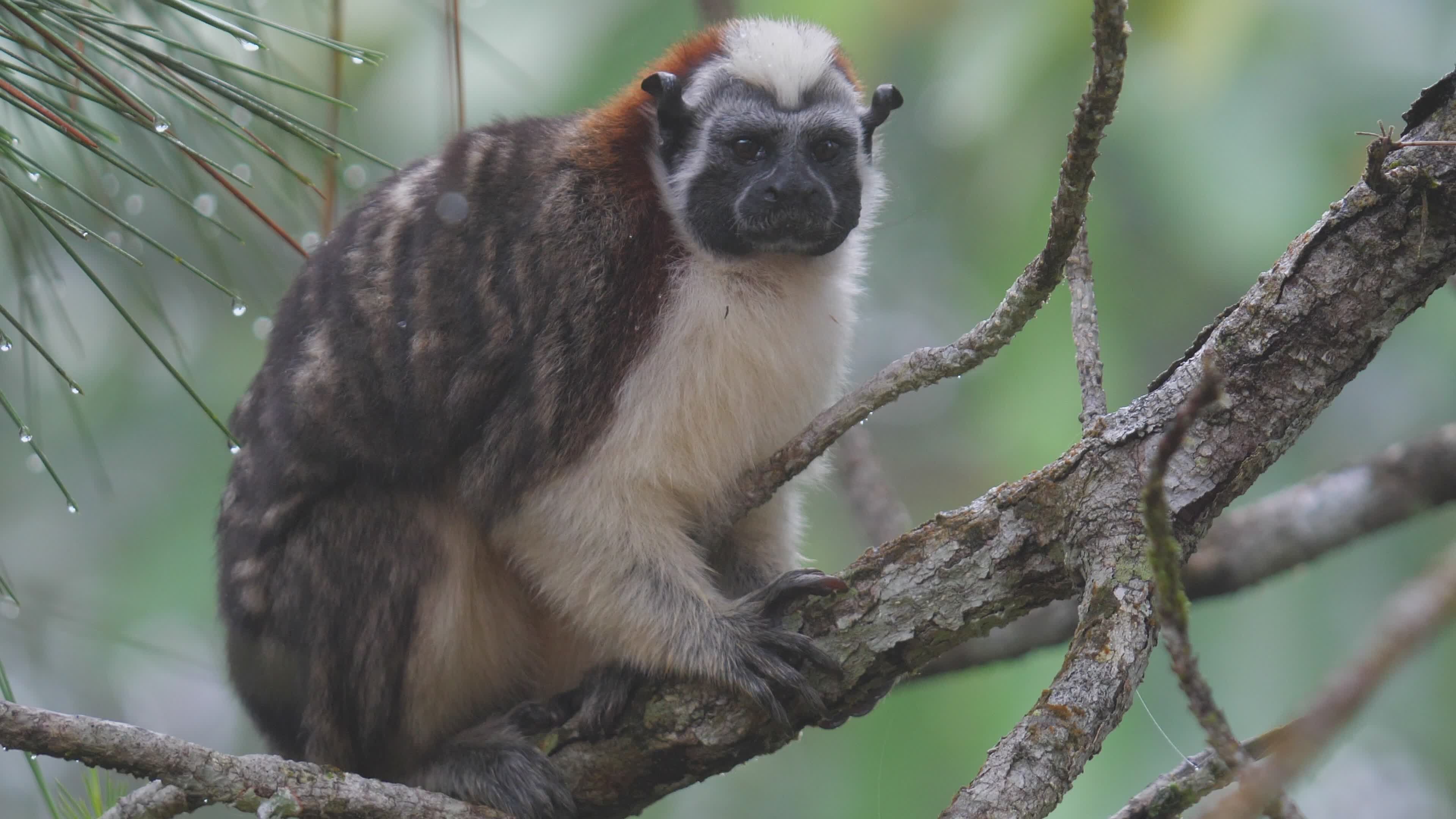 Cotton-Top Tamarin in Natural Habitat Free Stock Video Footage, Royalty ...