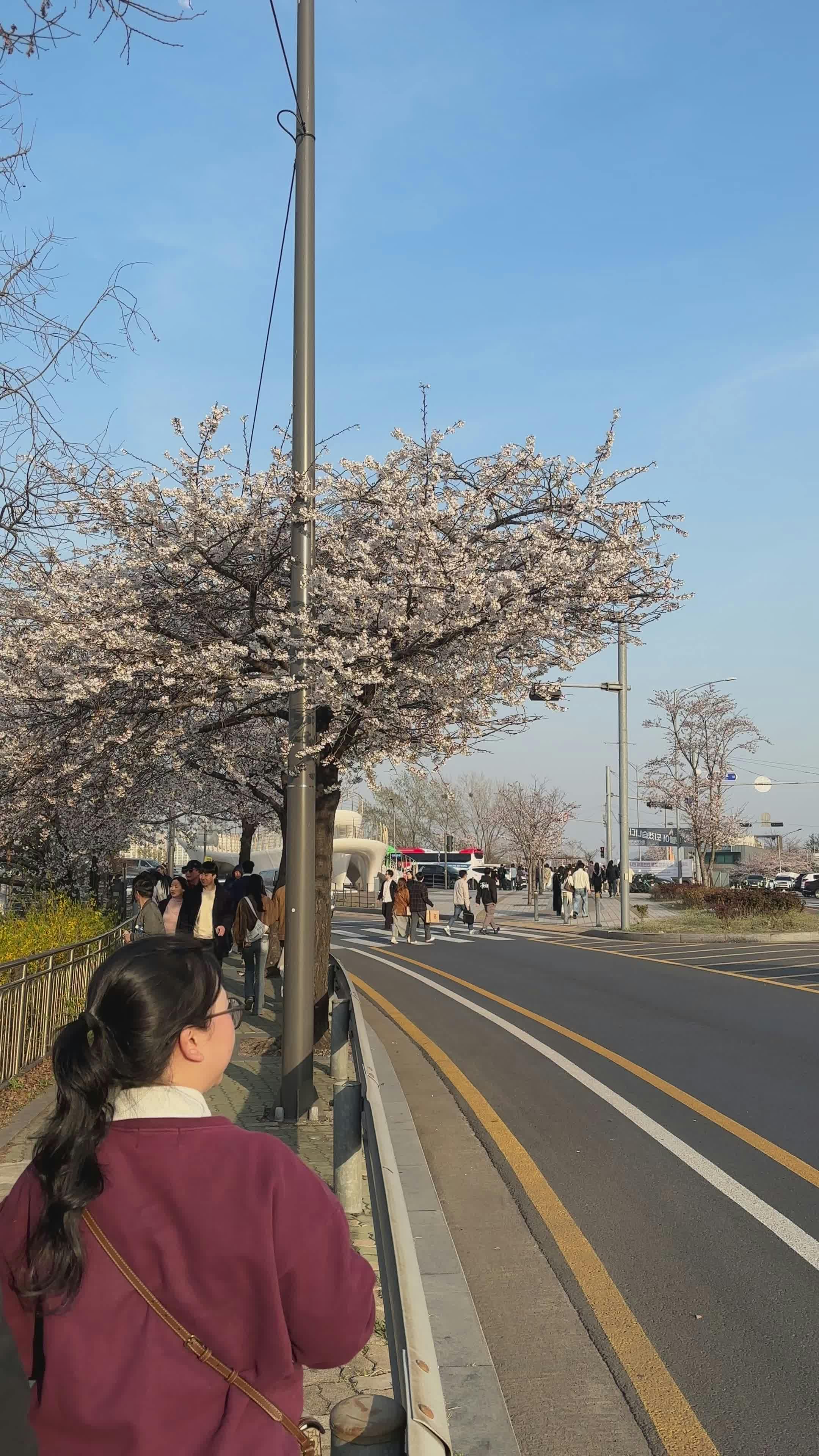 Cherry Blossom Walkway in Japan's Spring Free Stock Video Footage ...