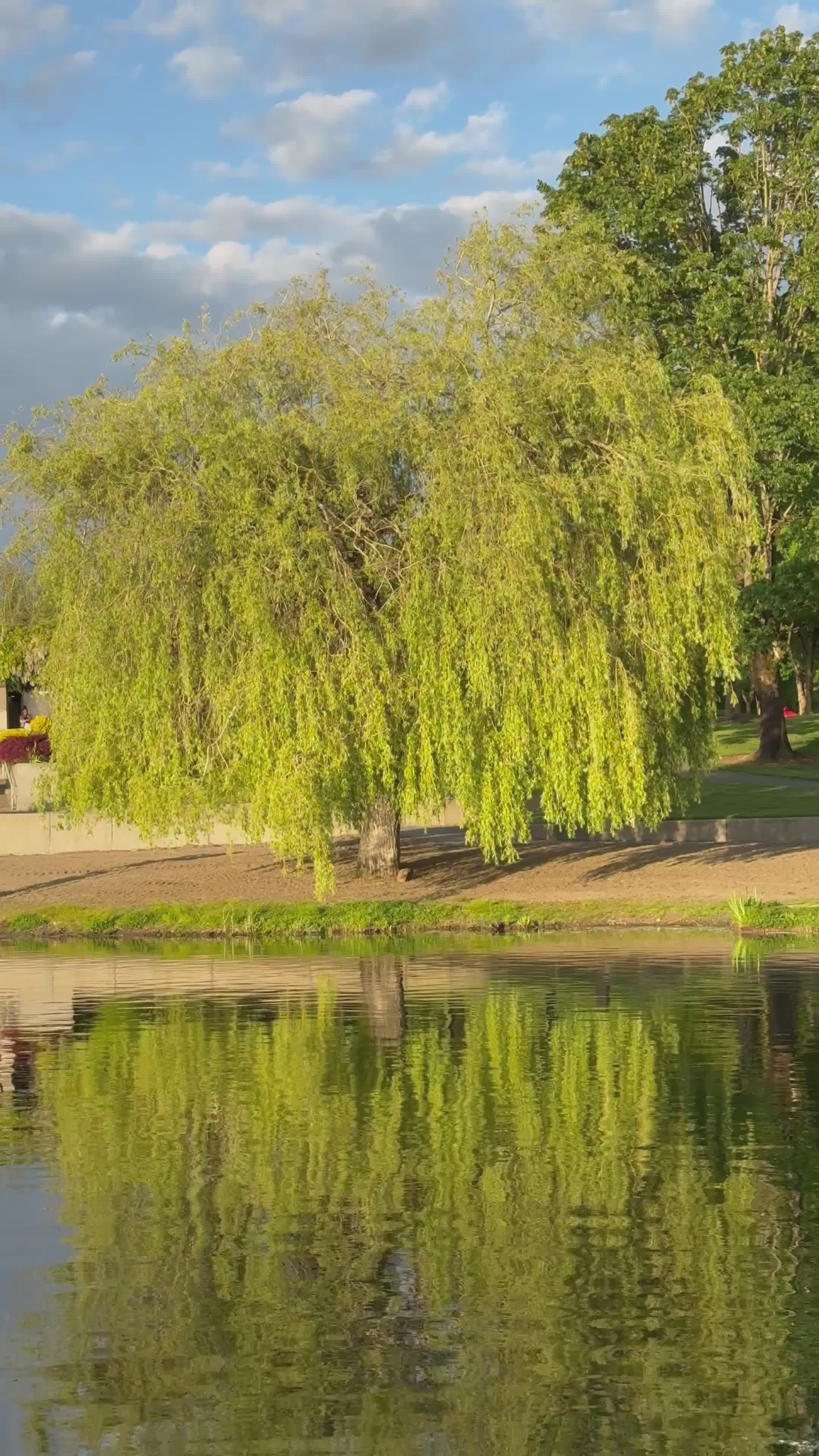Serene Willow Tree Reflection in Calm Lake Free Stock Video Footage ...