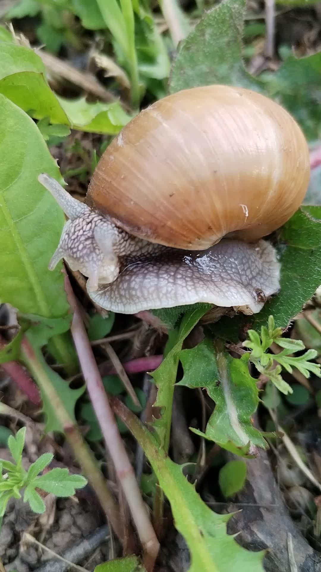 Slow-Moving Snail on Fresh Green Leaf Free Stock Video Footage, Royalty ...