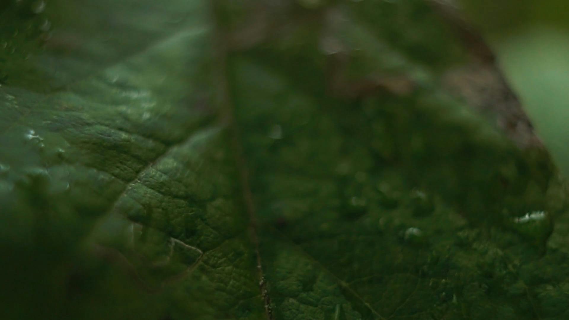 Close-up Video of a Wet Leaf Free Stock Video Footage, Royalty-Free 4K ...