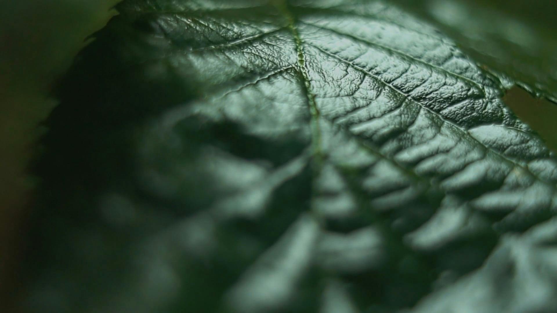 Plants Studies Videos, Download The BEST Free 4k Stock Video Footage ...