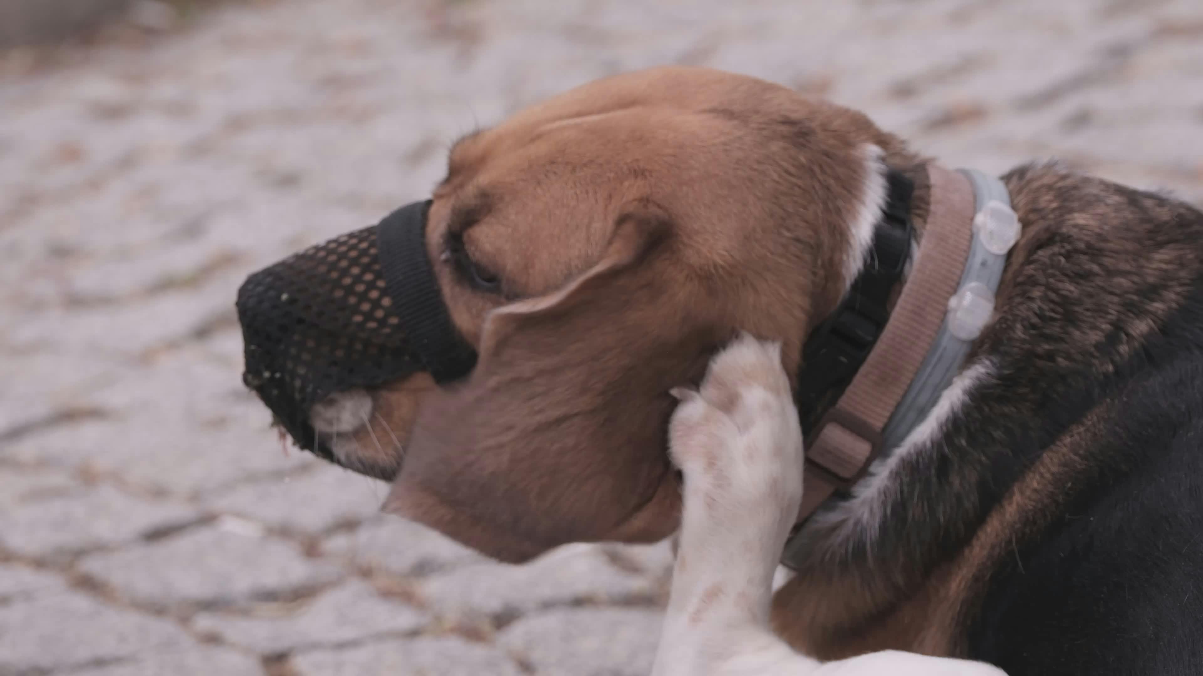 Beagle Dog Scratching Its Ear Outdoors Free Stock Video Footage ...