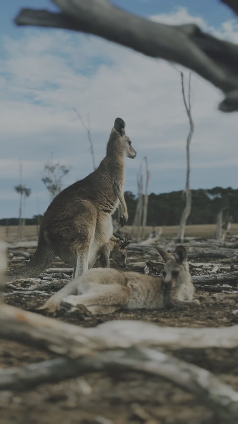 Kangaroo Videos, Download The BEST Free 4k Stock Video Footage ...