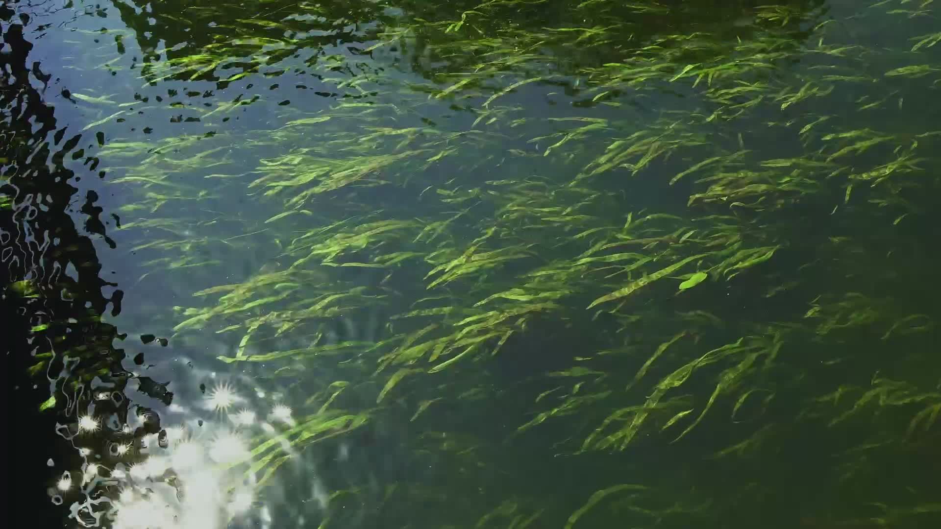 Serene Underwater View of Flowing Algae Free Stock Video Footage ...