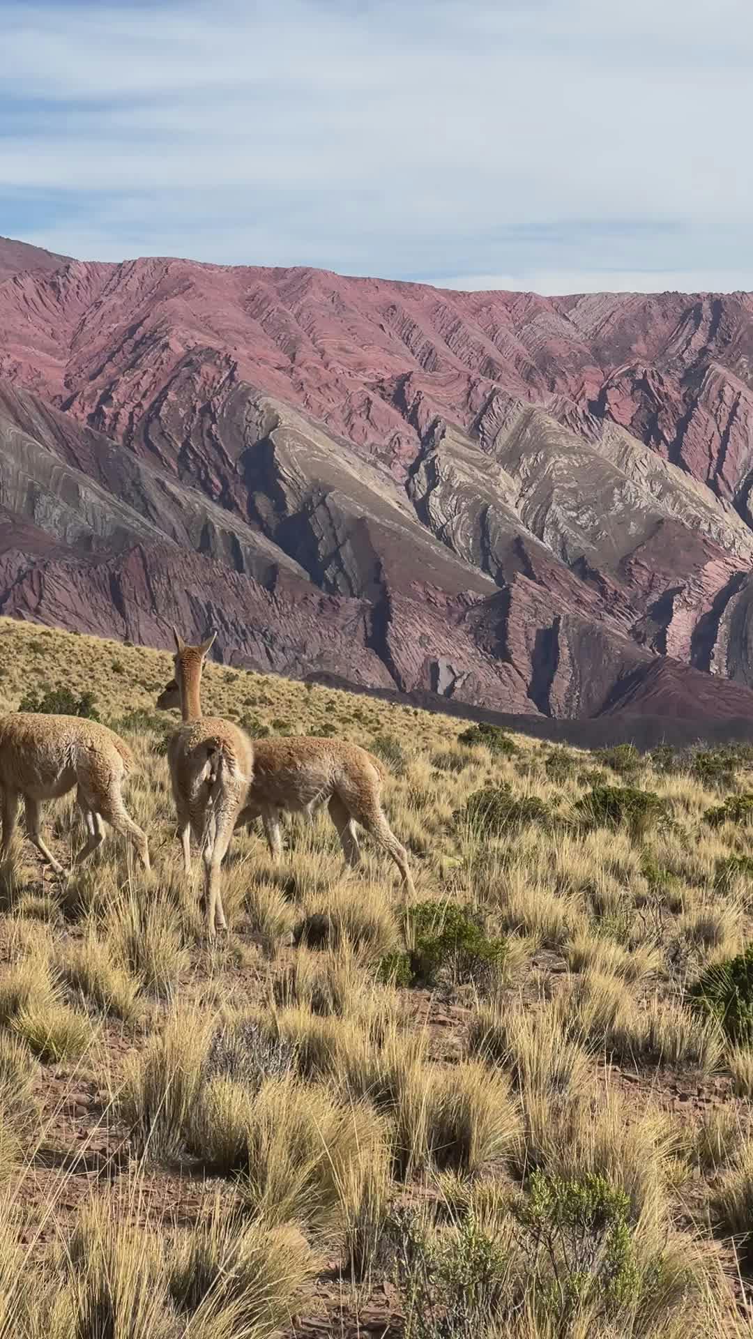 Vidéo gratuite de altiplano, amérique du sud, amoureux de la nature ...