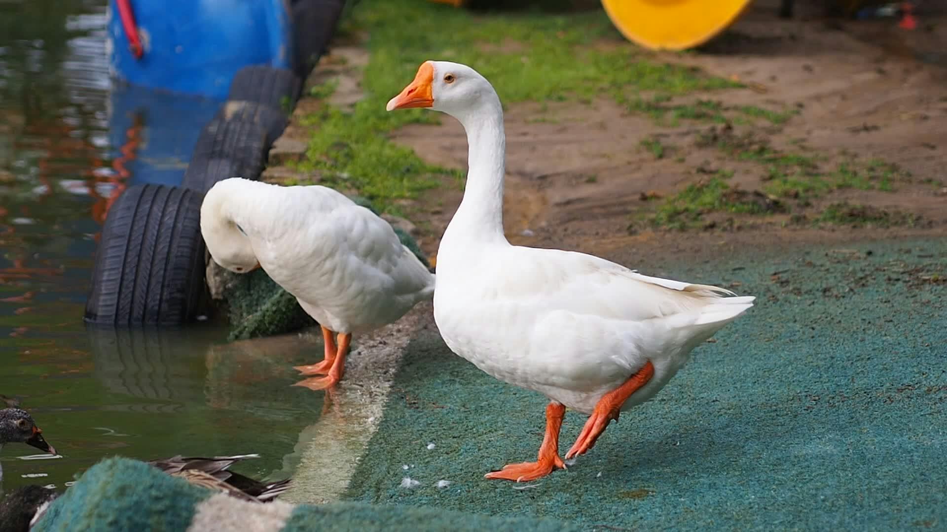 Ducks In The Pond Videos, Download The BEST Free 4k Stock Video Footage ...