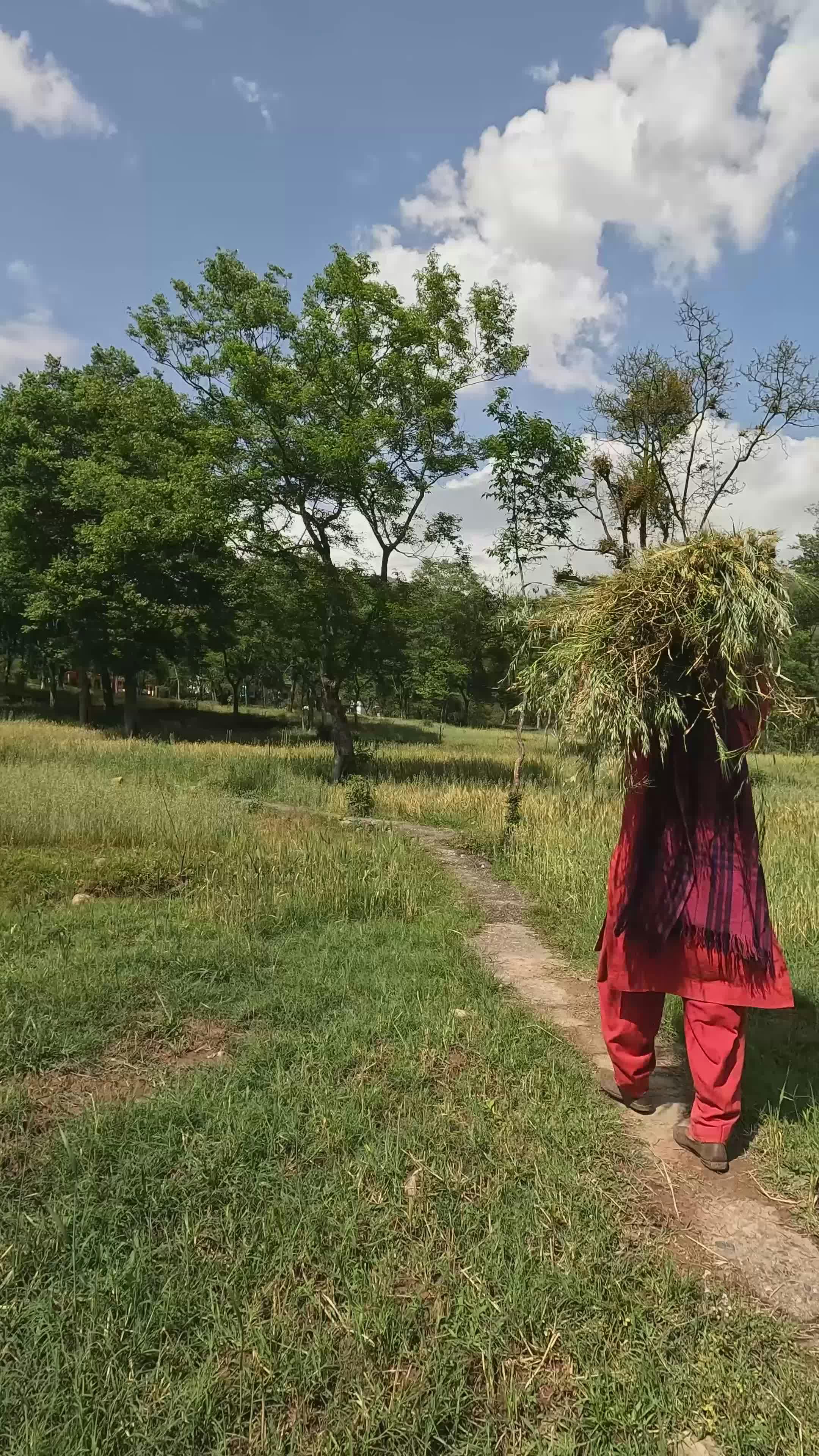 Scenic Summer Rice Field Landscape Free Stock Video Footage, Royalty ...