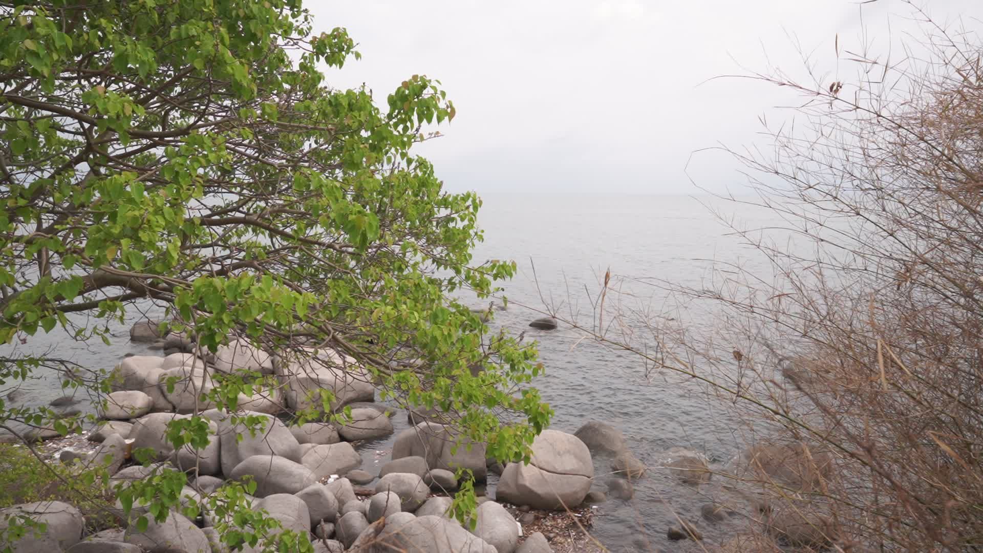 Scenic Rocky Shoreline with Tree Overlooking Water Free Stock Video ...