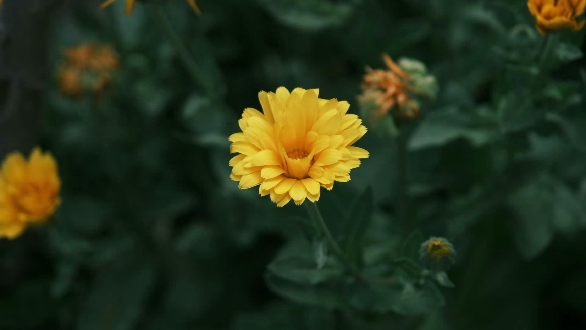 Login Yellow Vendor Background Videos, Download The BEST Free 4k Stock ...