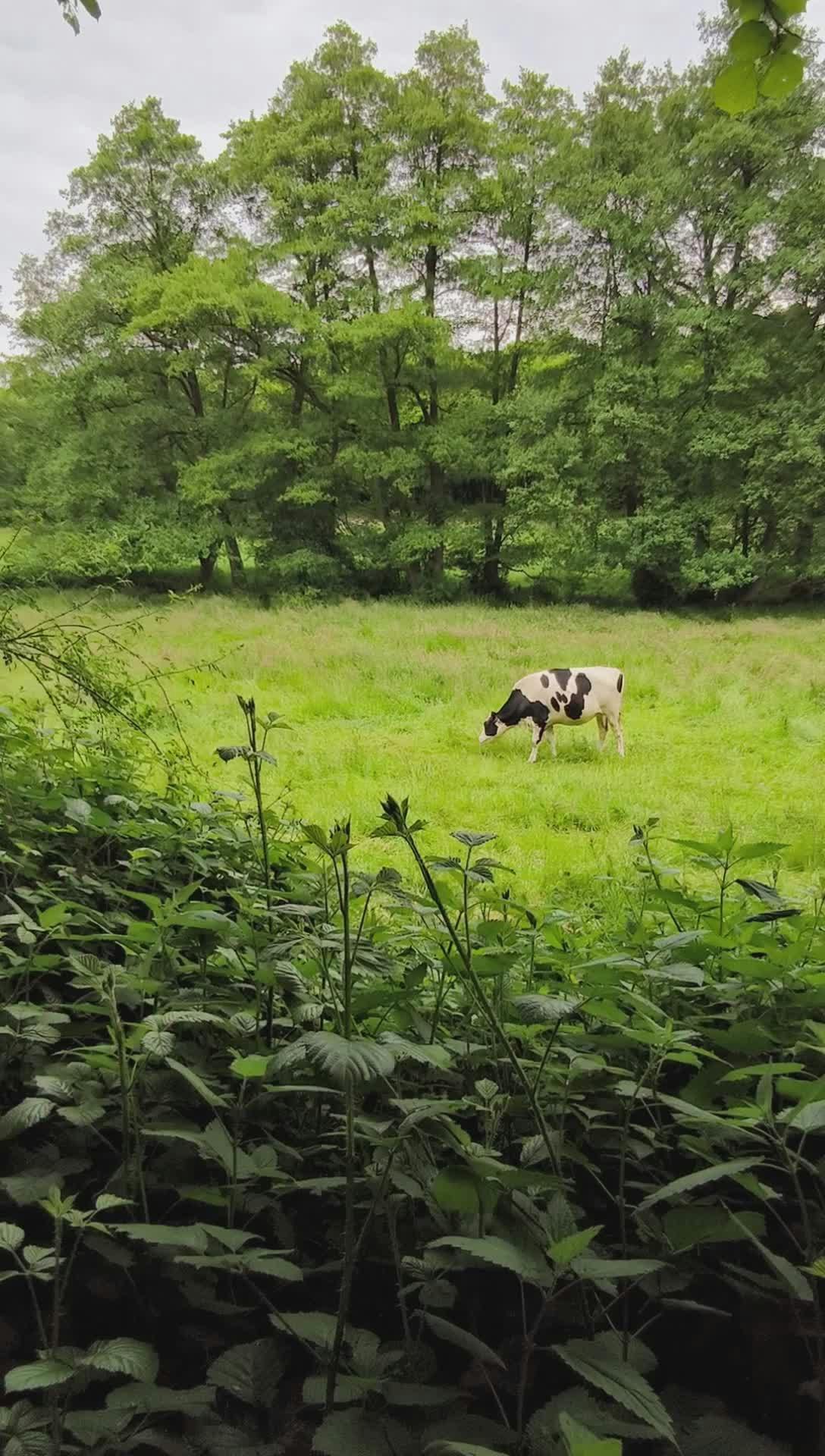 Cow Amimation Videos, Download The BEST Free 4k Stock Video Footage ...