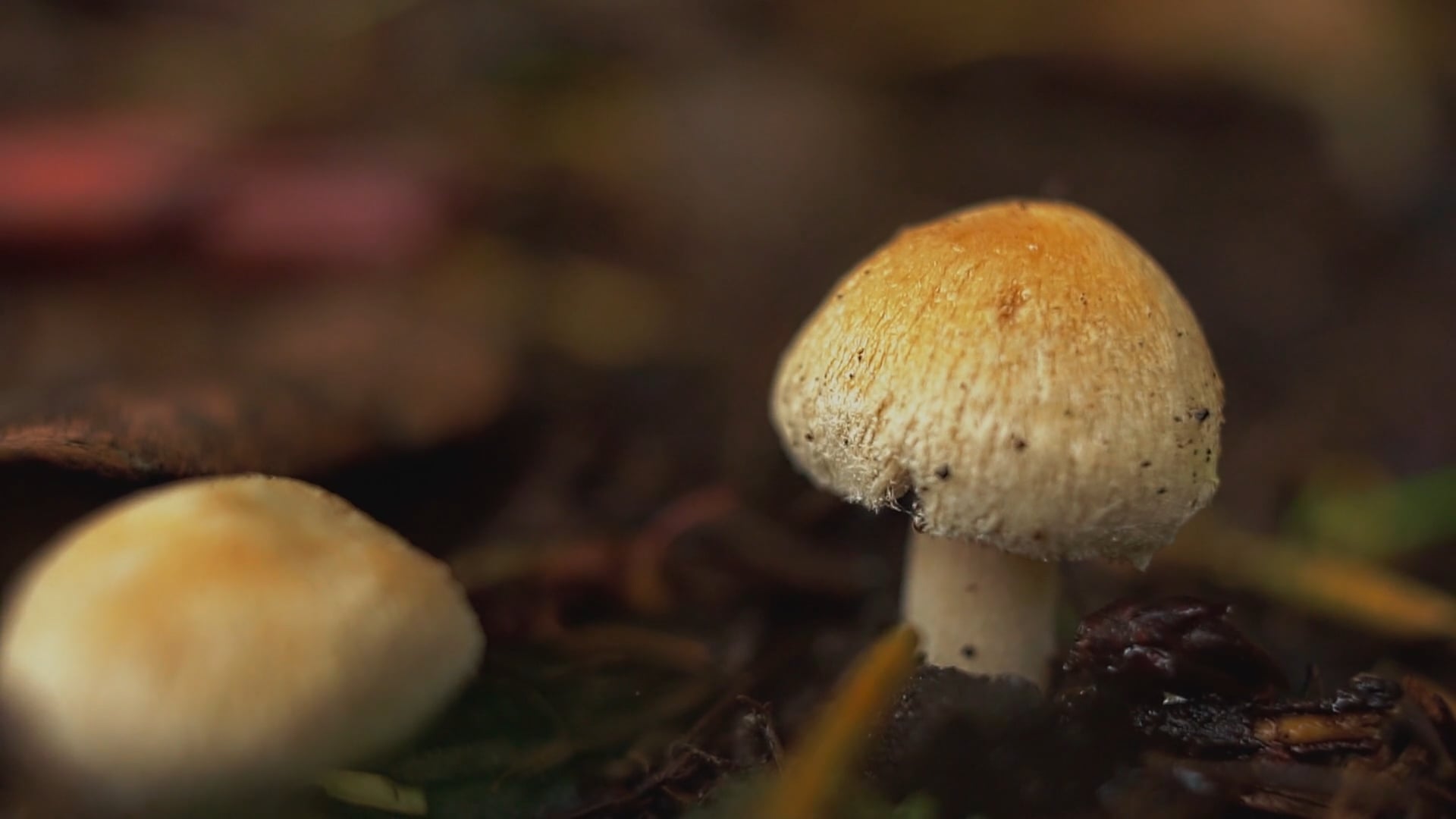 Close-up View Of Mushrooms Free Stock Video Footage, Royalty-Free 4K ...