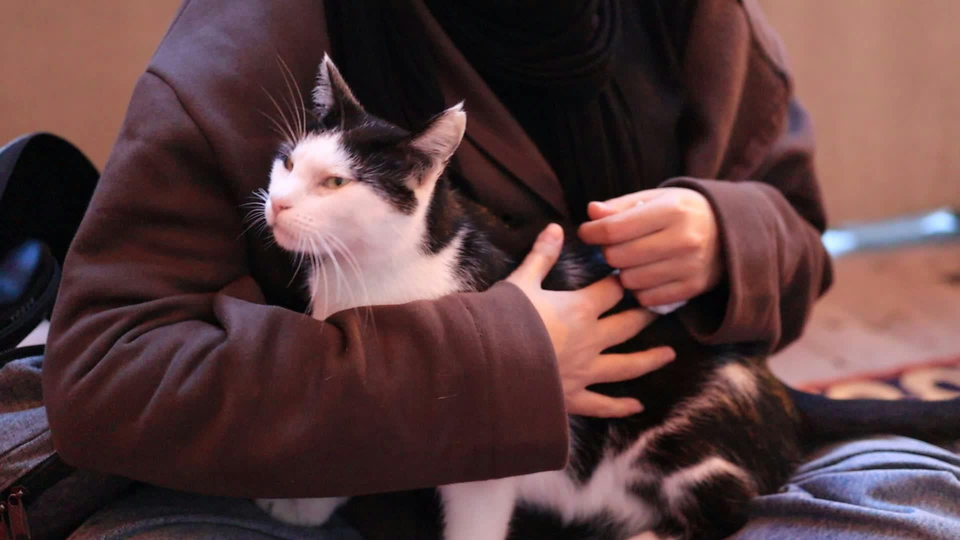 Gentle Bond Between Human and Cat Outdoors Free Stock Video Footage ...