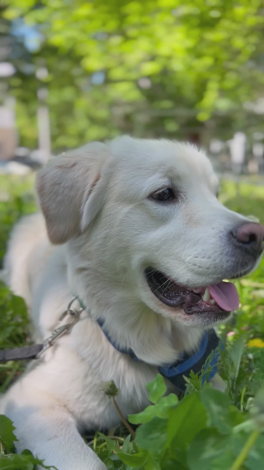 Pets Dog Videos, Download The BEST Free 4k Stock Video Footage & Pets ...