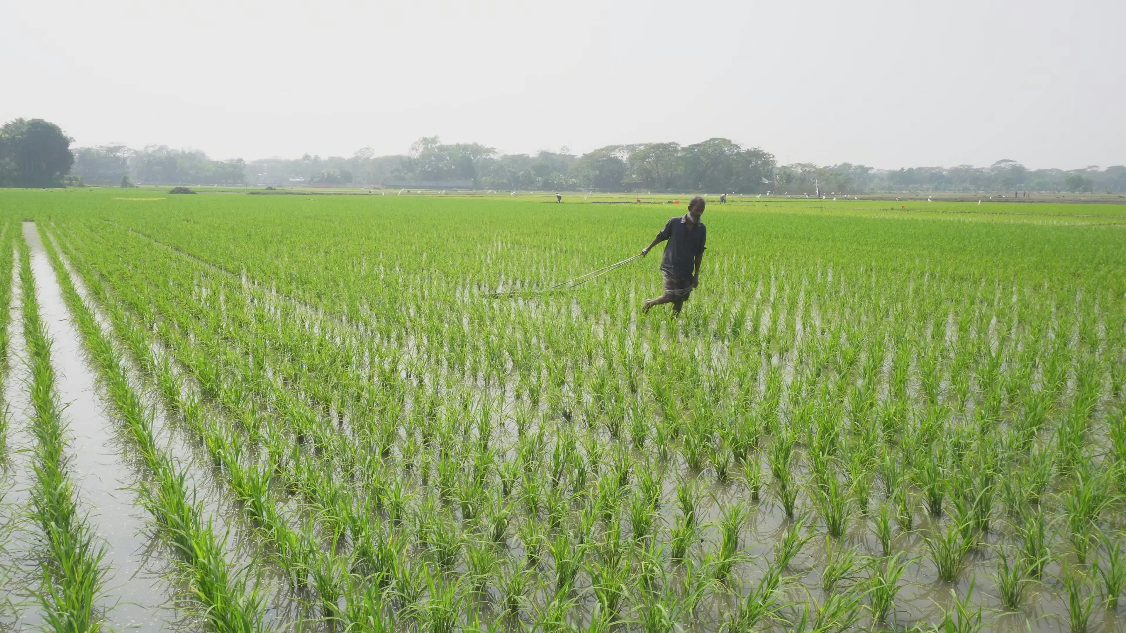Traditional Rice Farming in South Asia Free Stock Video Footage ...