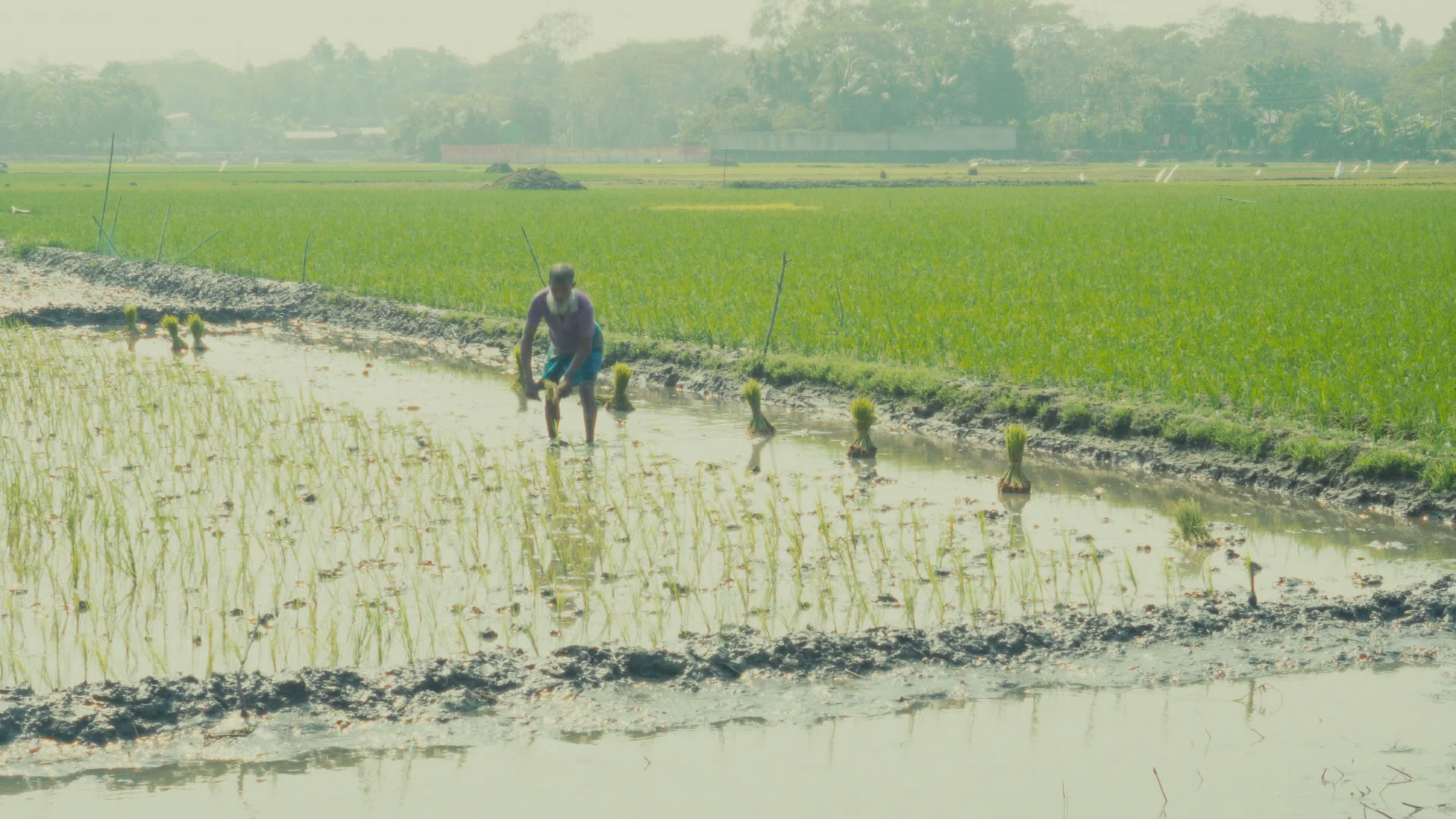 Traditional Rice Planting in South Asian Paddy Fields Free Stock Video ...